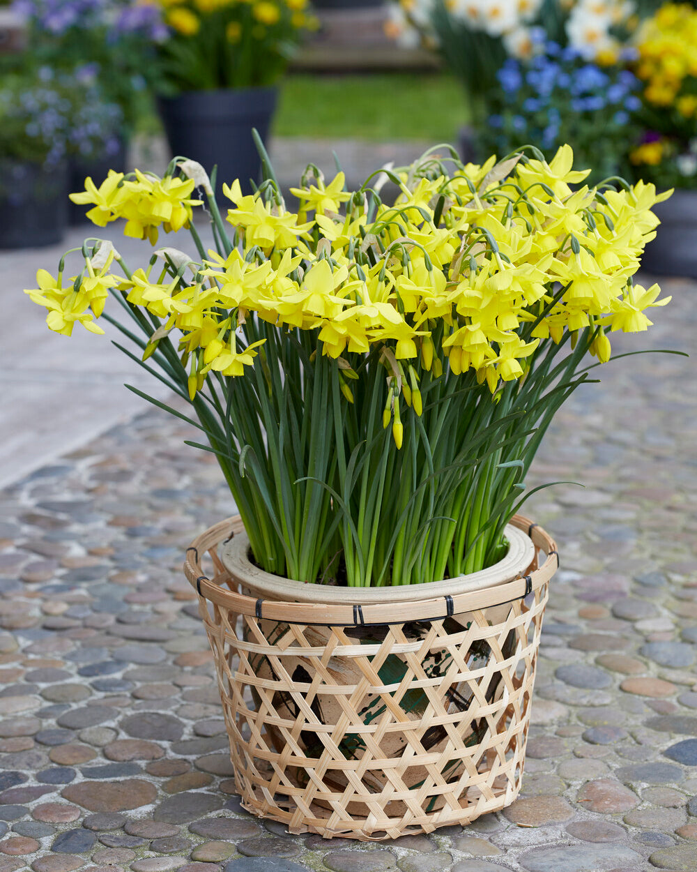 Narcissus 'Yellow Ocean' bulbs — Buy online at Farmer Gracy UK