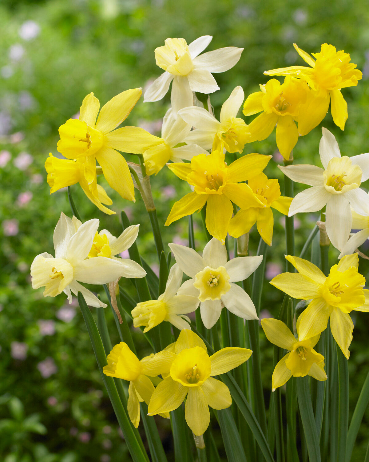 Narcissus 'Yellow Sailboat' bulbs — Buy online at Farmer Gracy UK