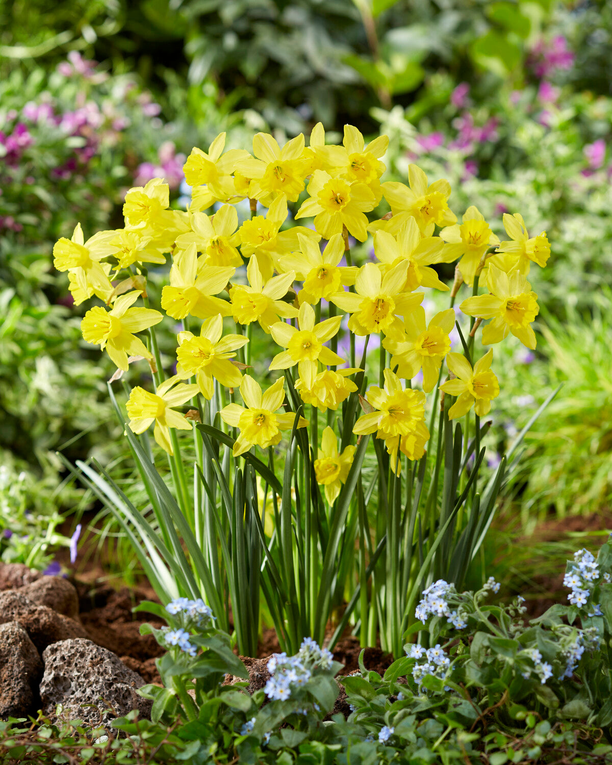 Narcissus 'Yellow Sailboat' bulbs — Buy online at Farmer Gracy UK