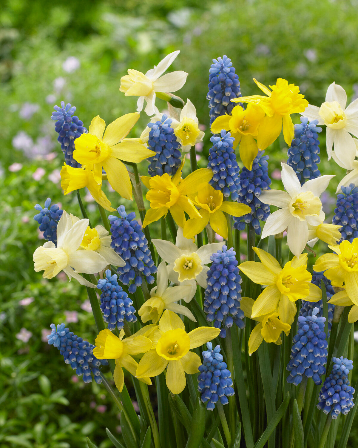 Narcissus 'Yellow Sailboat' bulbs — Buy online at Farmer Gracy UK