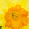 Narcissus & Daffodil Bulbs — Buy daffodils online at Farmer Gracy UK
