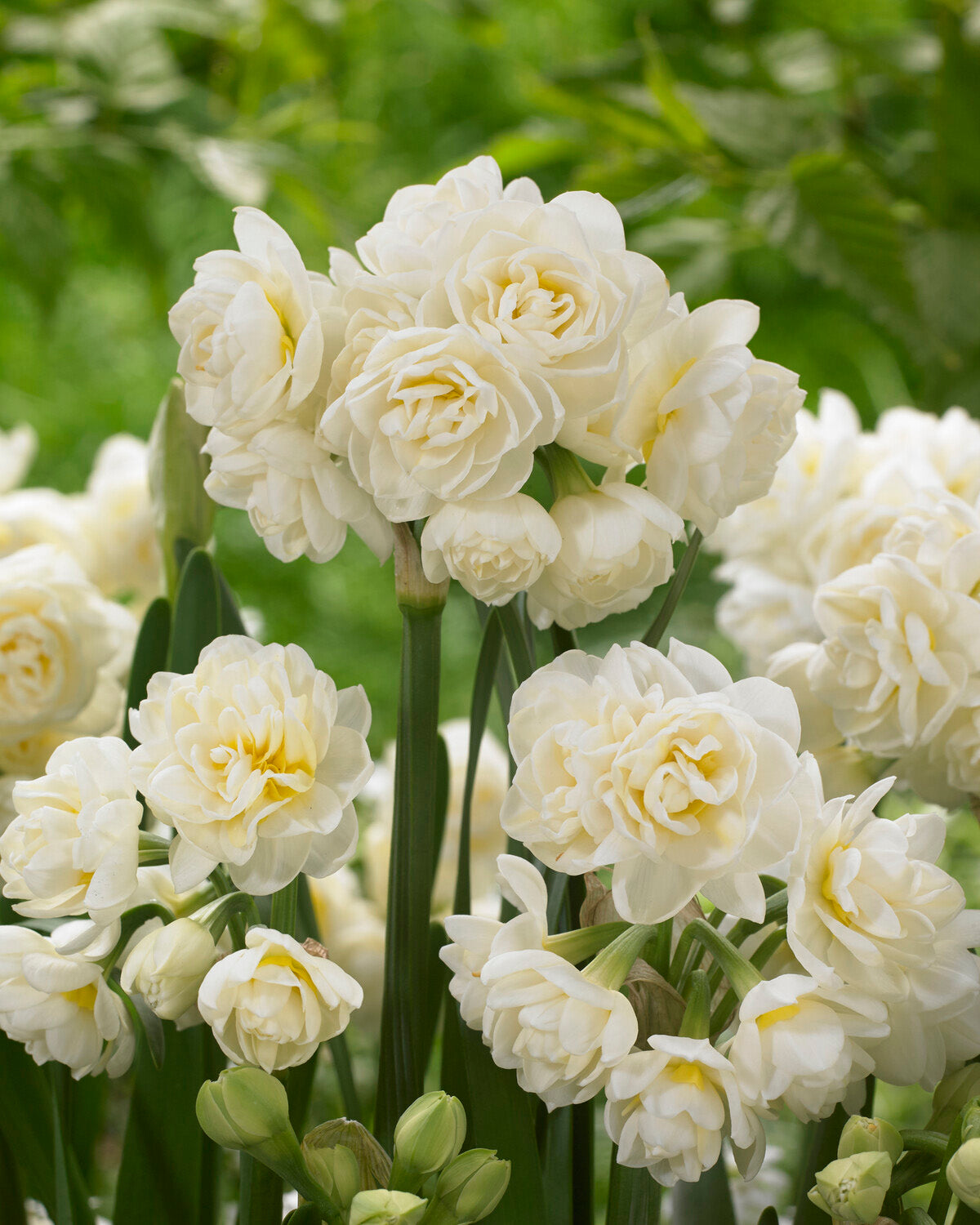 Narcissus 'Erlicheer' bulbs — Buy indoor narcissus online at Farmer ...