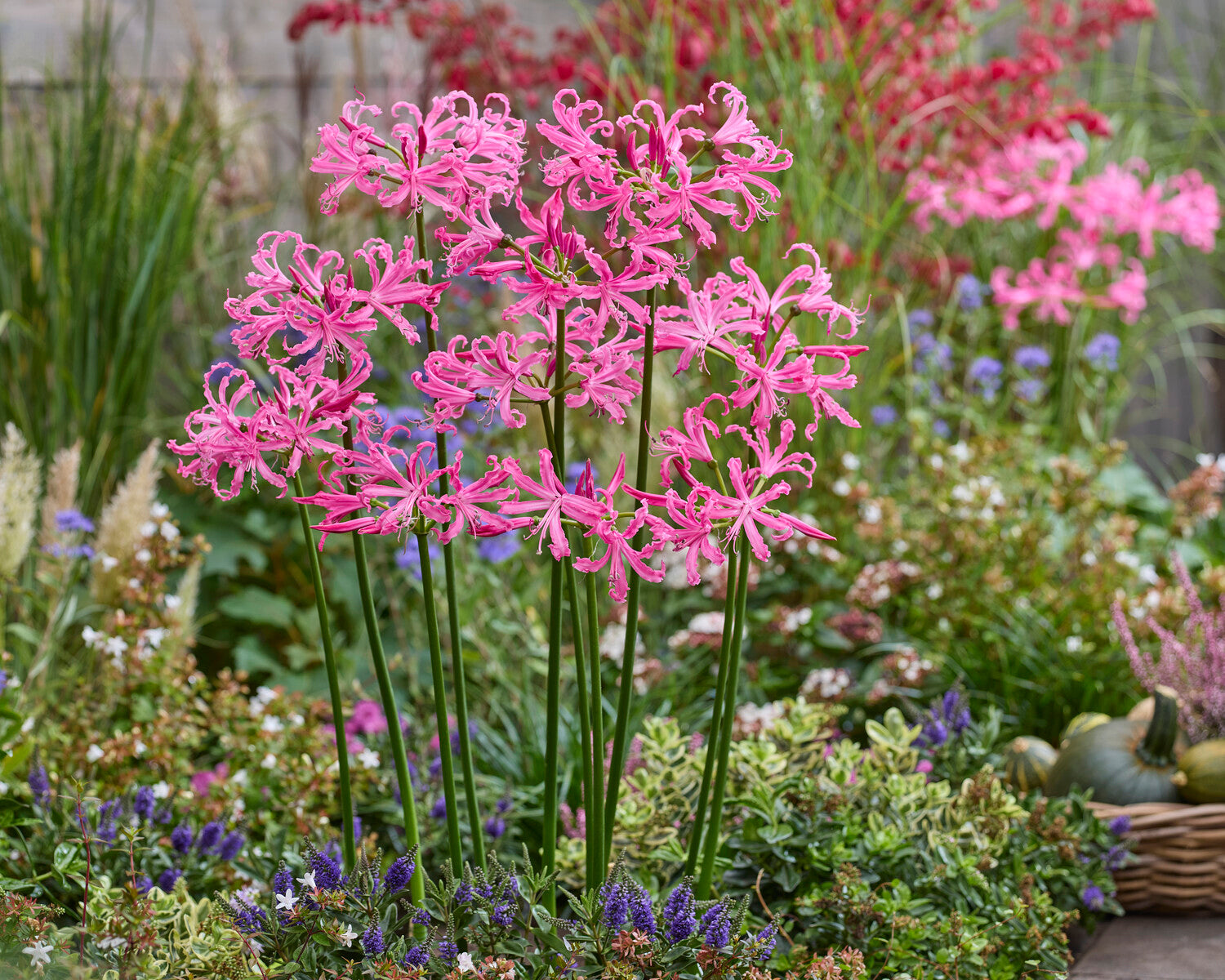 Nerine bowdenii Bulbs — Buy soft pink 'Guernsey Lilies' online at ...