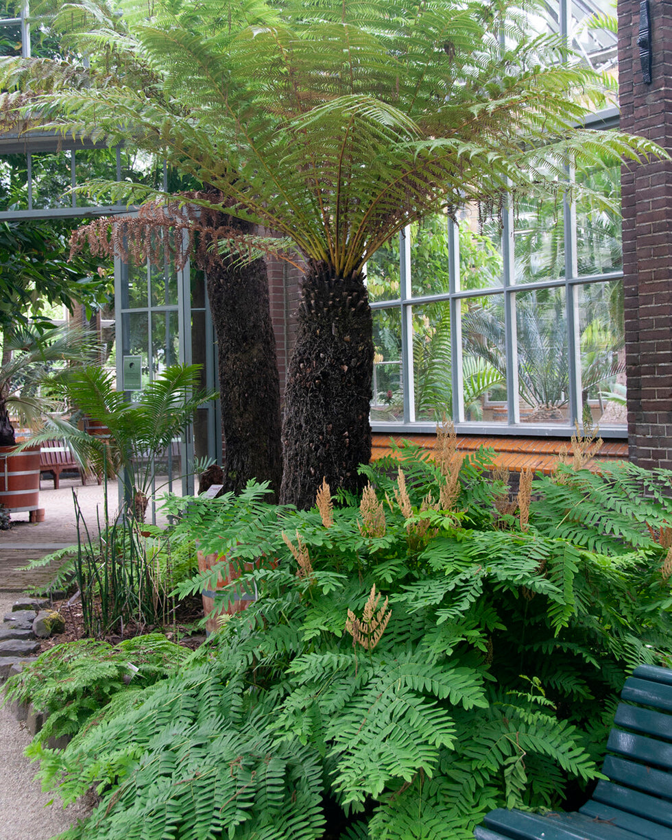 Osmunda regalis (royal fern) bare roots | Buy online at Farmer Gracy UK
