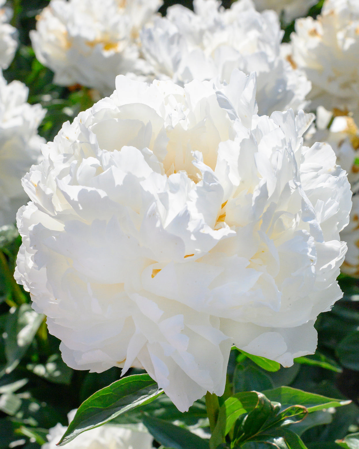 Paeonia lactiflora 'Bowl of Cream' bare roots — Buy creamy white ...