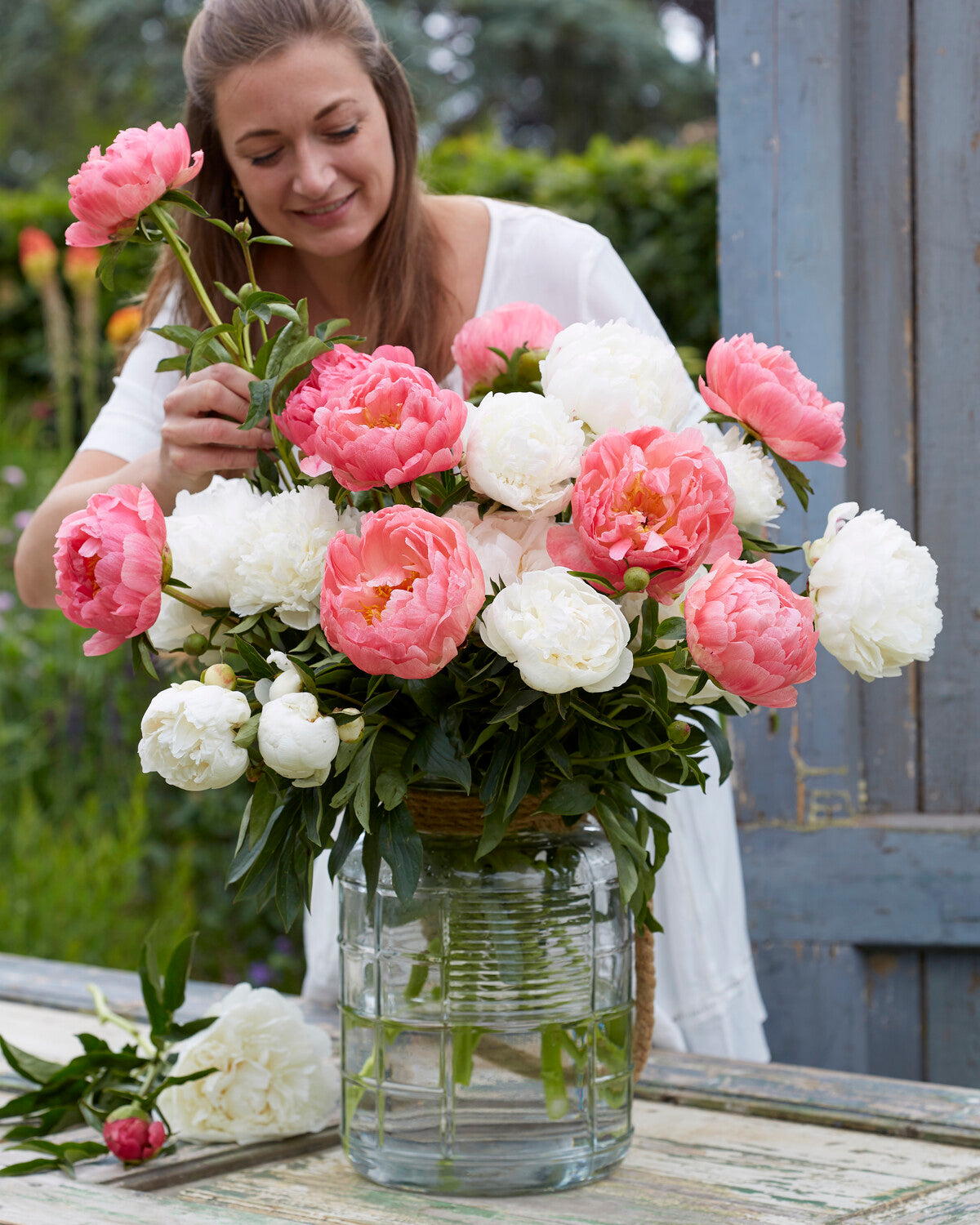Paeonia lactiflora 'Bowl of Cream' bare roots | Buy creamy white ...