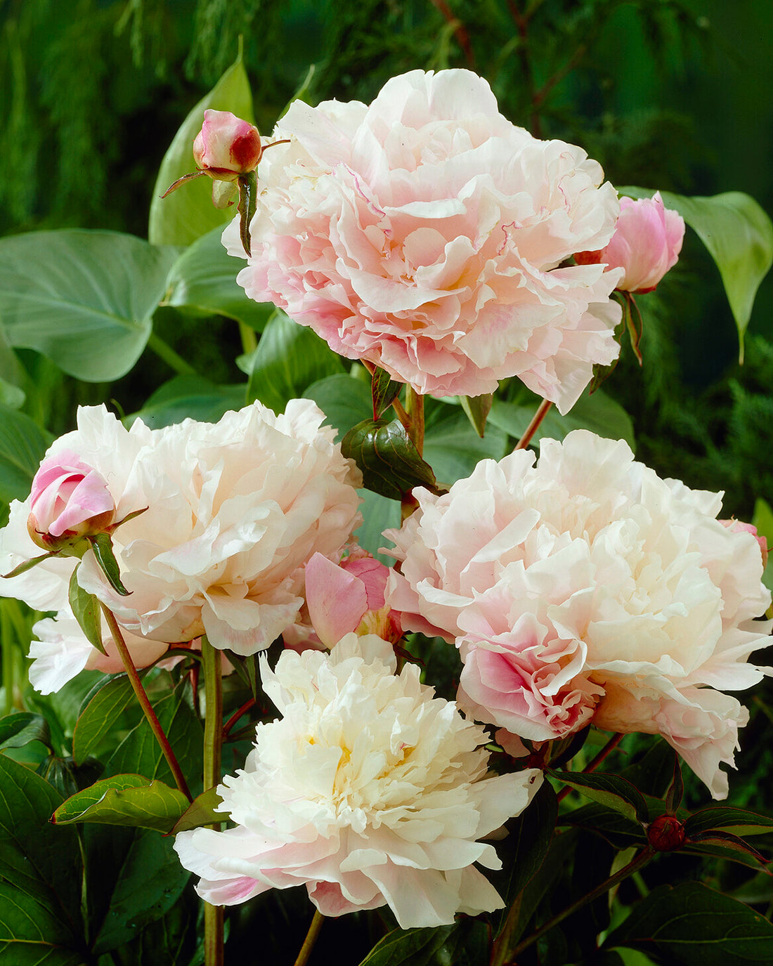 Paeonia lactiflora 'Catharina Fontijn' bare roots | Buy pink/white ...