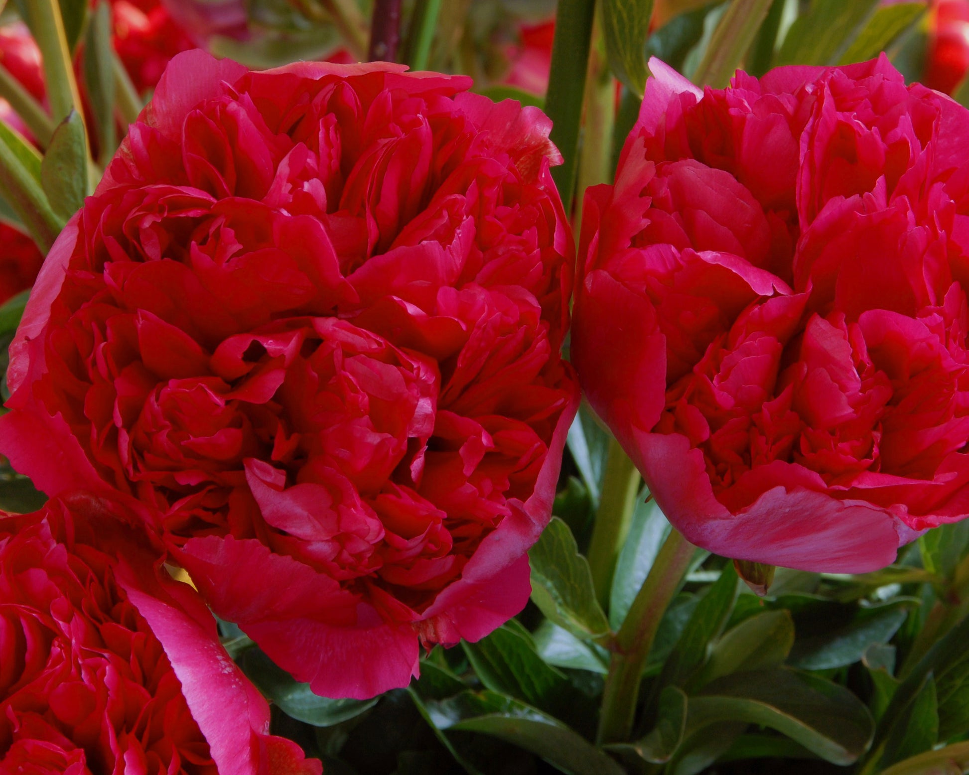 Paeonia 'Command Performance' bare roots — Buy red peonies online at ...