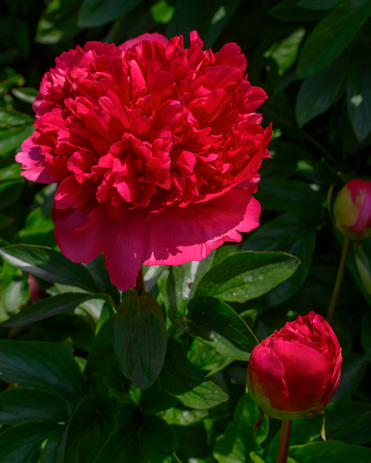 Paeonia 'Command Performance' bare roots — Buy red peonies online at ...