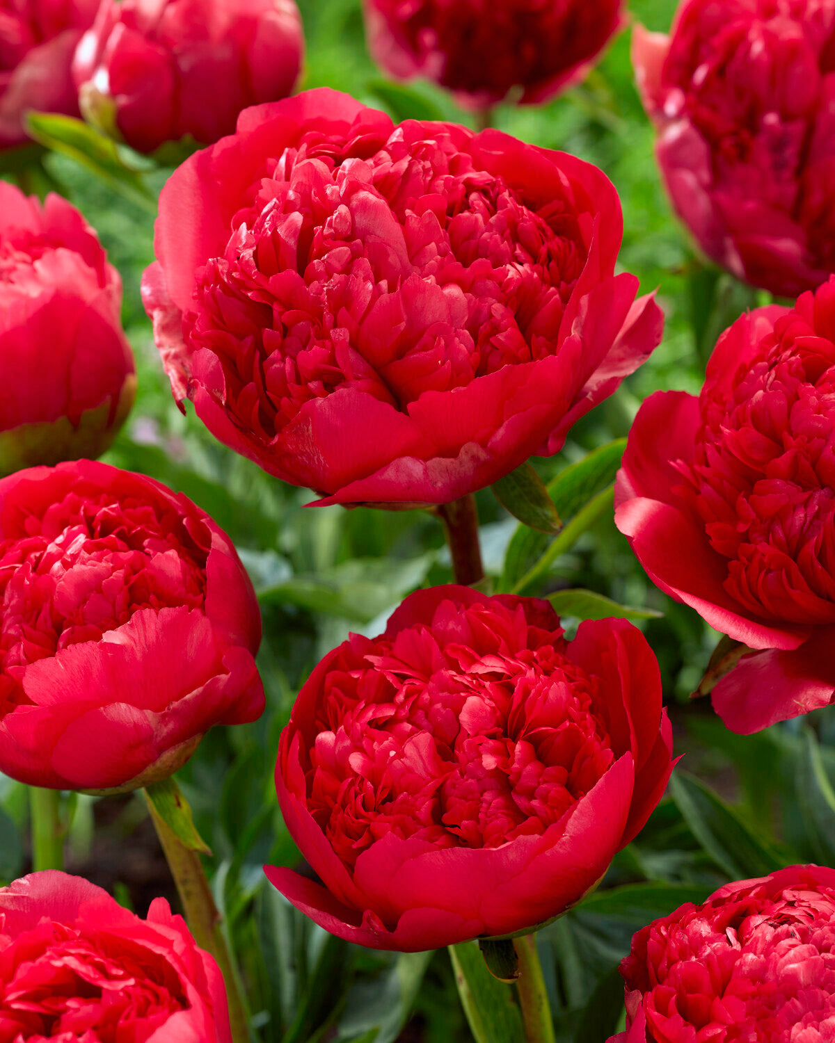 Paeonia 'Command Performance' bare roots — Buy red peonies online at ...