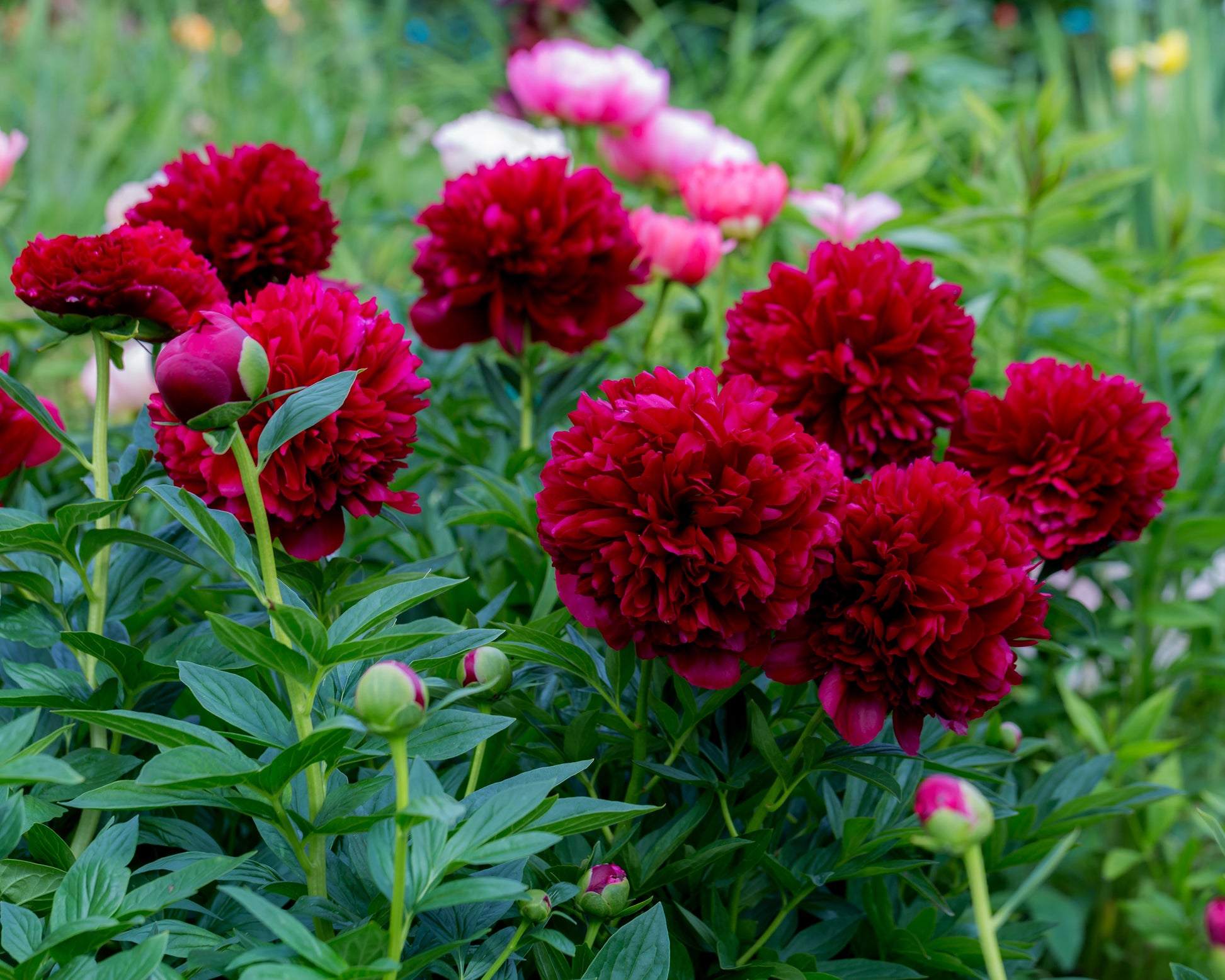 Paeonia 'Command Performance' bare roots | Buy red peonies online at ...