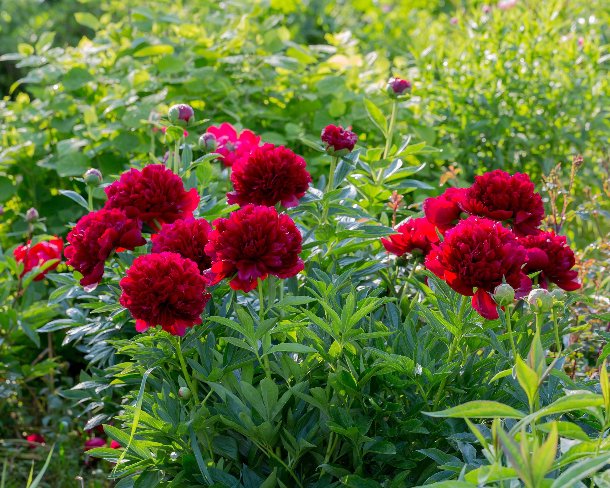 Paeonia 'Command Performance' bare roots — Buy red peonies online at ...