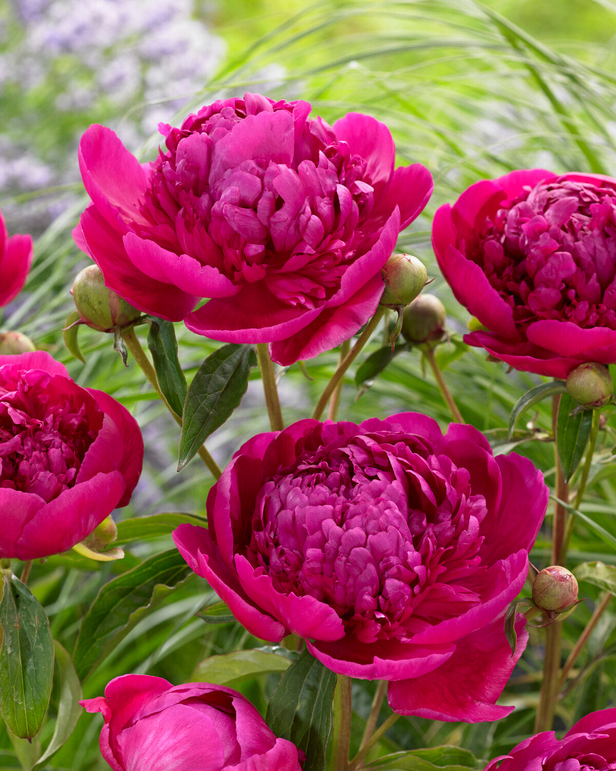 Paeonia lactiflora 'Félix Crousse' bare roots — Buy magenta purple ...