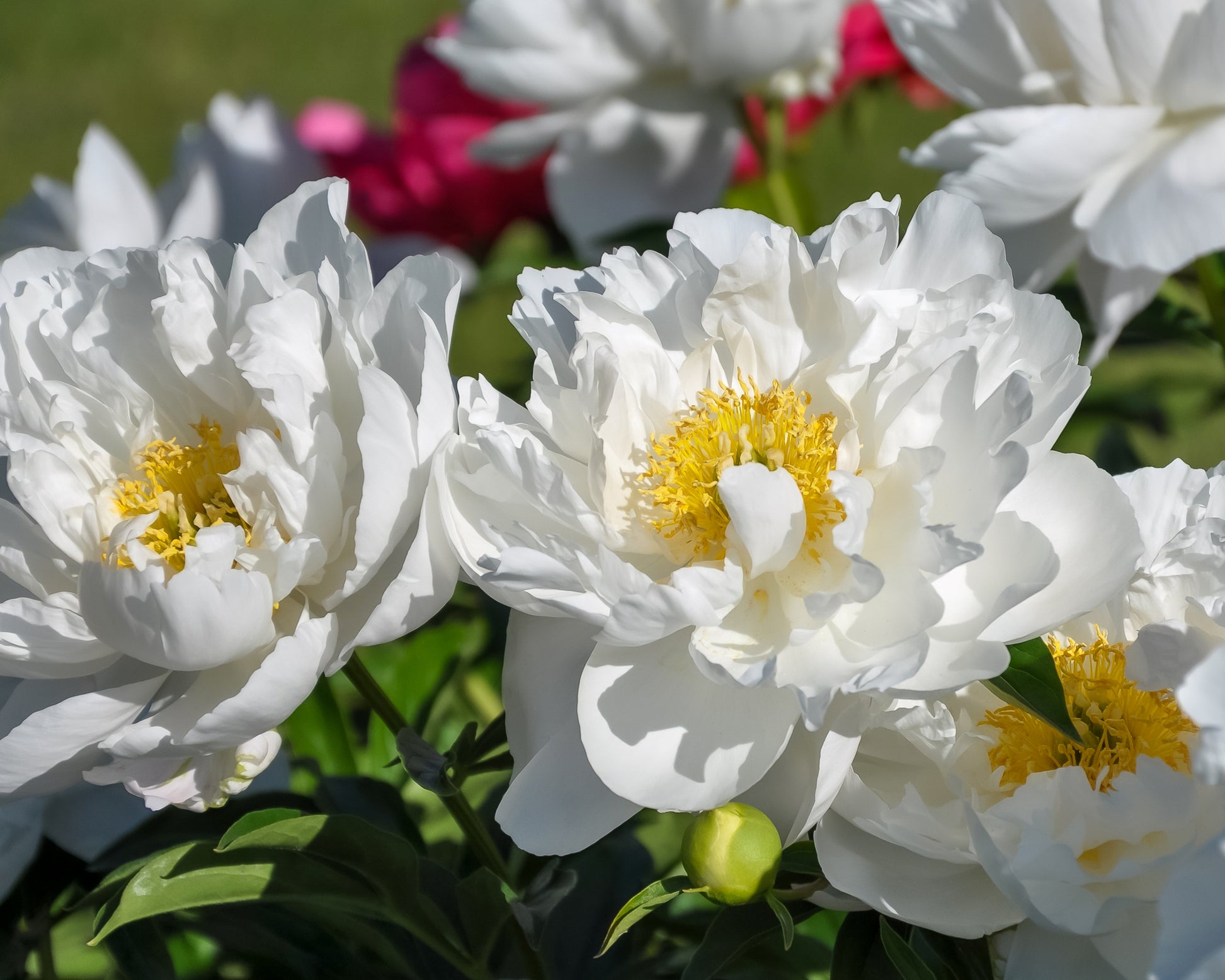 Paeonia lactiflora 'Krinkled White' bare roots — Buy crinkly white ...