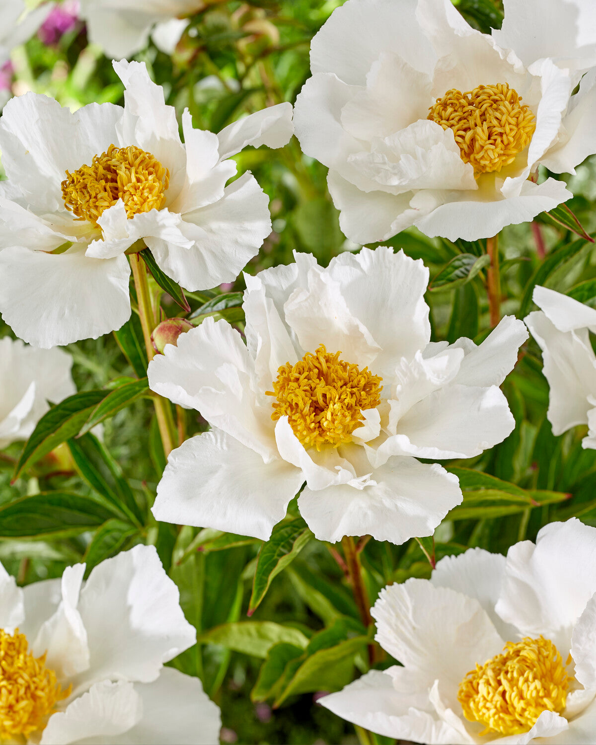 Paeonia lactiflora 'Krinkled White' bare roots — Buy crinkly white ...