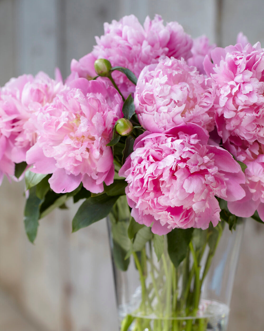 Paeonia lactiflora 'Monsieur Jules Elie' bare roots — Buy pink peonies ...