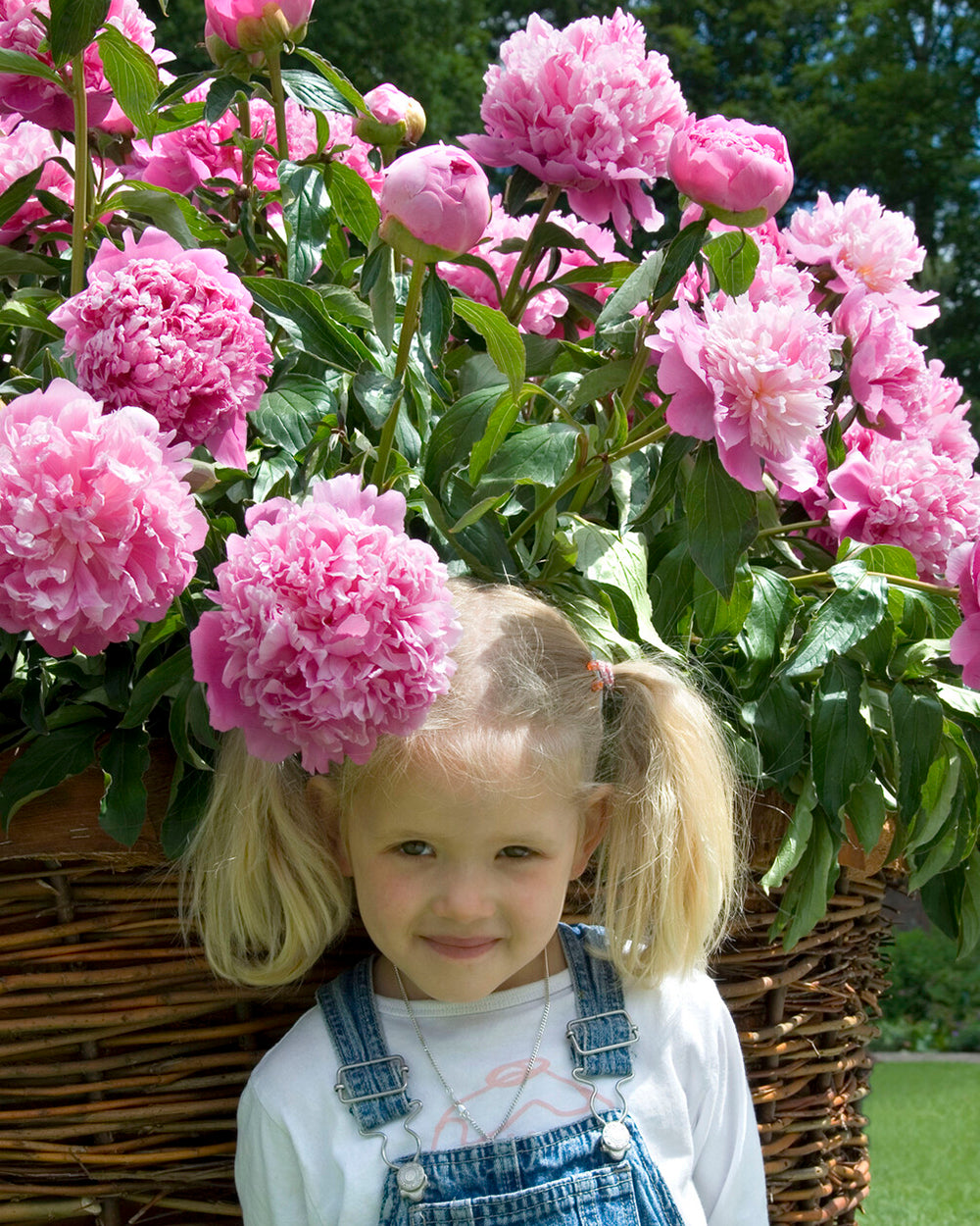 Paeonia lactiflora 'Monsieur Jules Elie' bare roots | Buy pink peonies ...