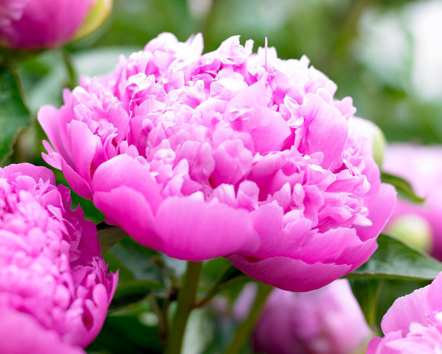 Paeonia lactiflora 'Monsieur Jules Elie' bare roots | Buy pink peonies ...