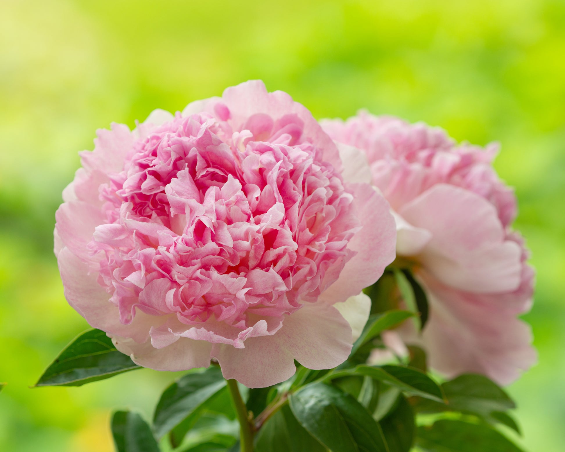 Paeonia lactiflora 'Raspberry Sundae' bare roots — Buy pale pink ...