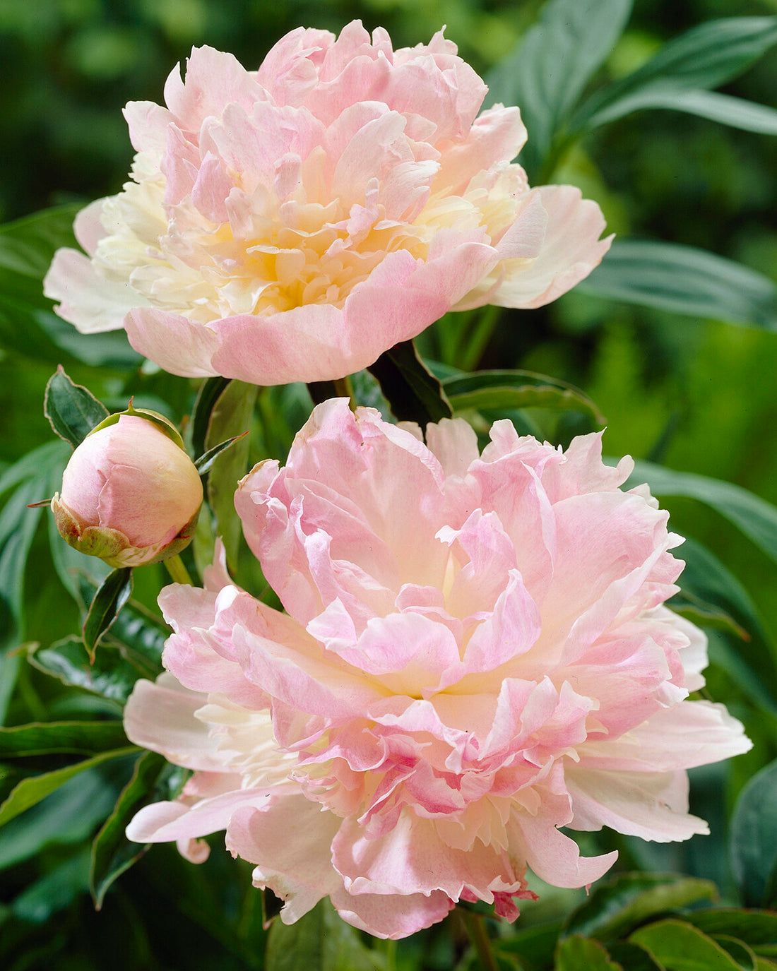 Paeonia lactiflora 'Raspberry Sundae' bare roots — Buy pale pink ...