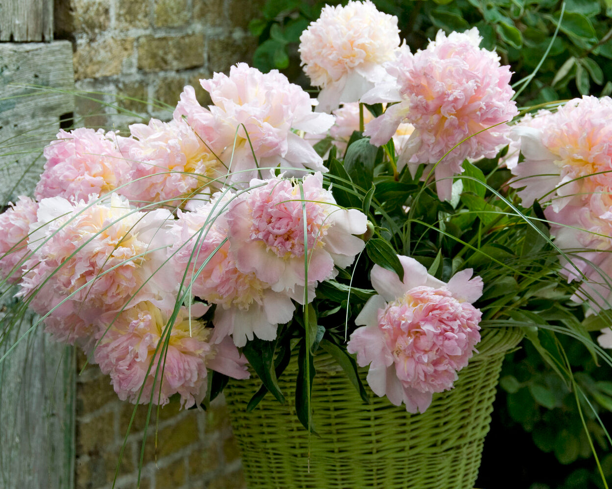 Paeonia lactiflora 'Top Brass' bare roots | Buy bomb-shaped peonies ...