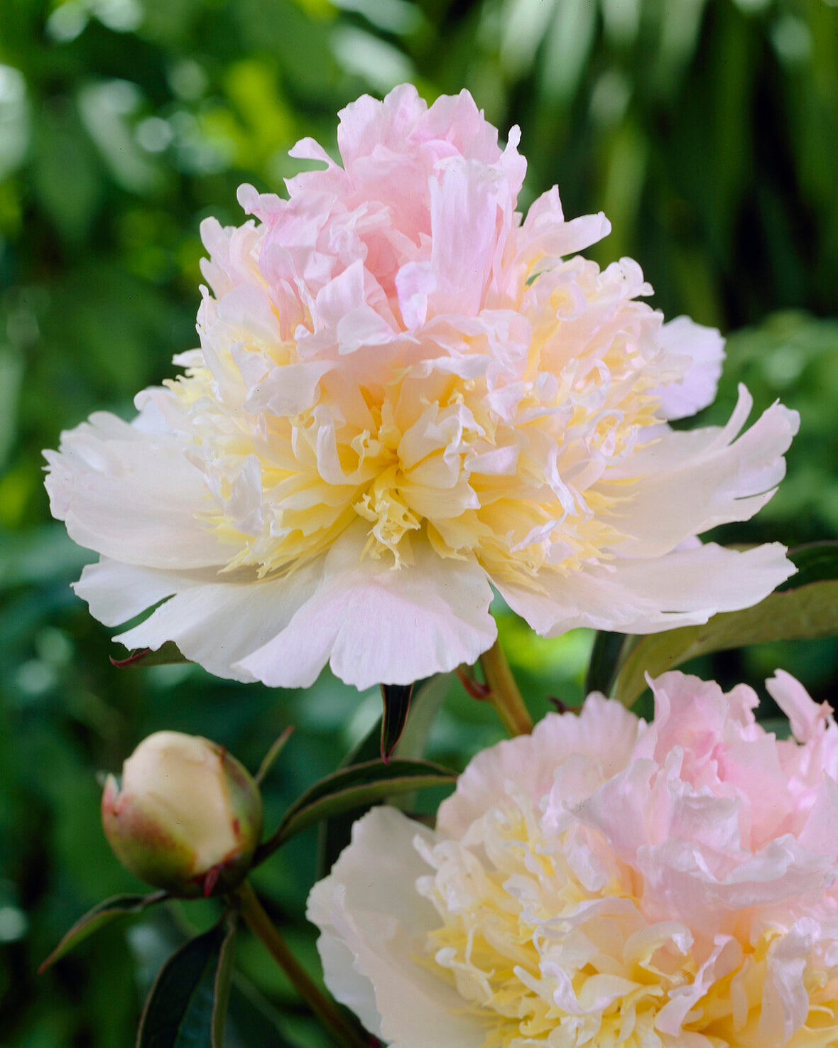 Paeonia lactiflora 'Top Brass' bare roots | Buy bomb-shaped peonies ...