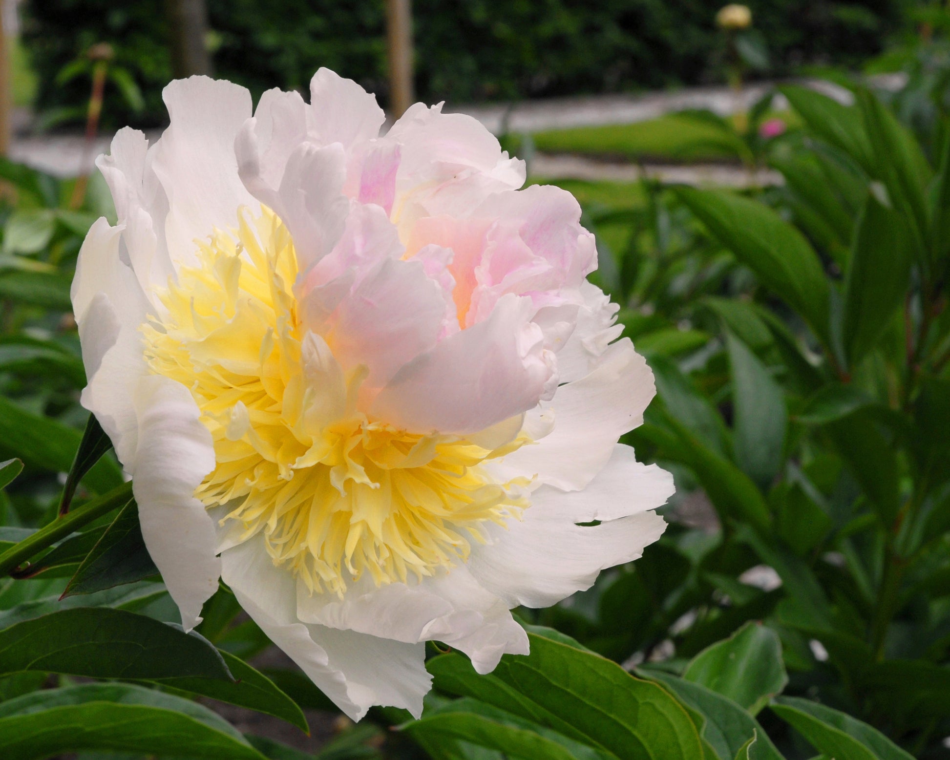 Paeonia lactiflora 'Top Brass' bare roots | Buy bomb-shaped peonies ...