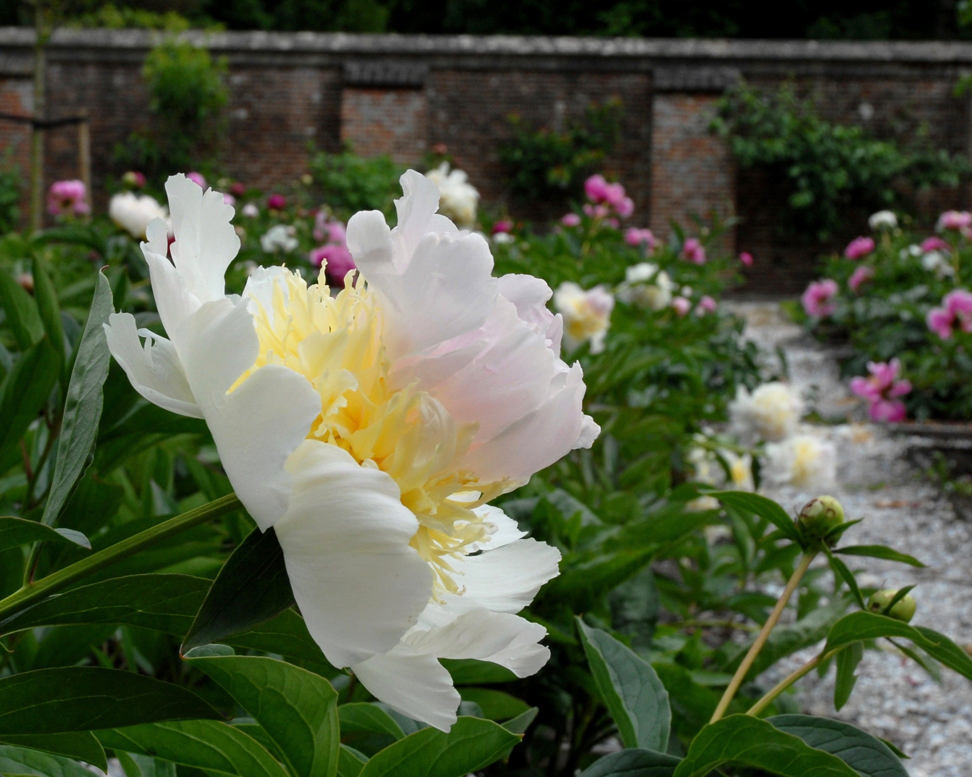 Paeonia lactiflora 'Top Brass' bare roots | Buy bomb-shaped peonies ...