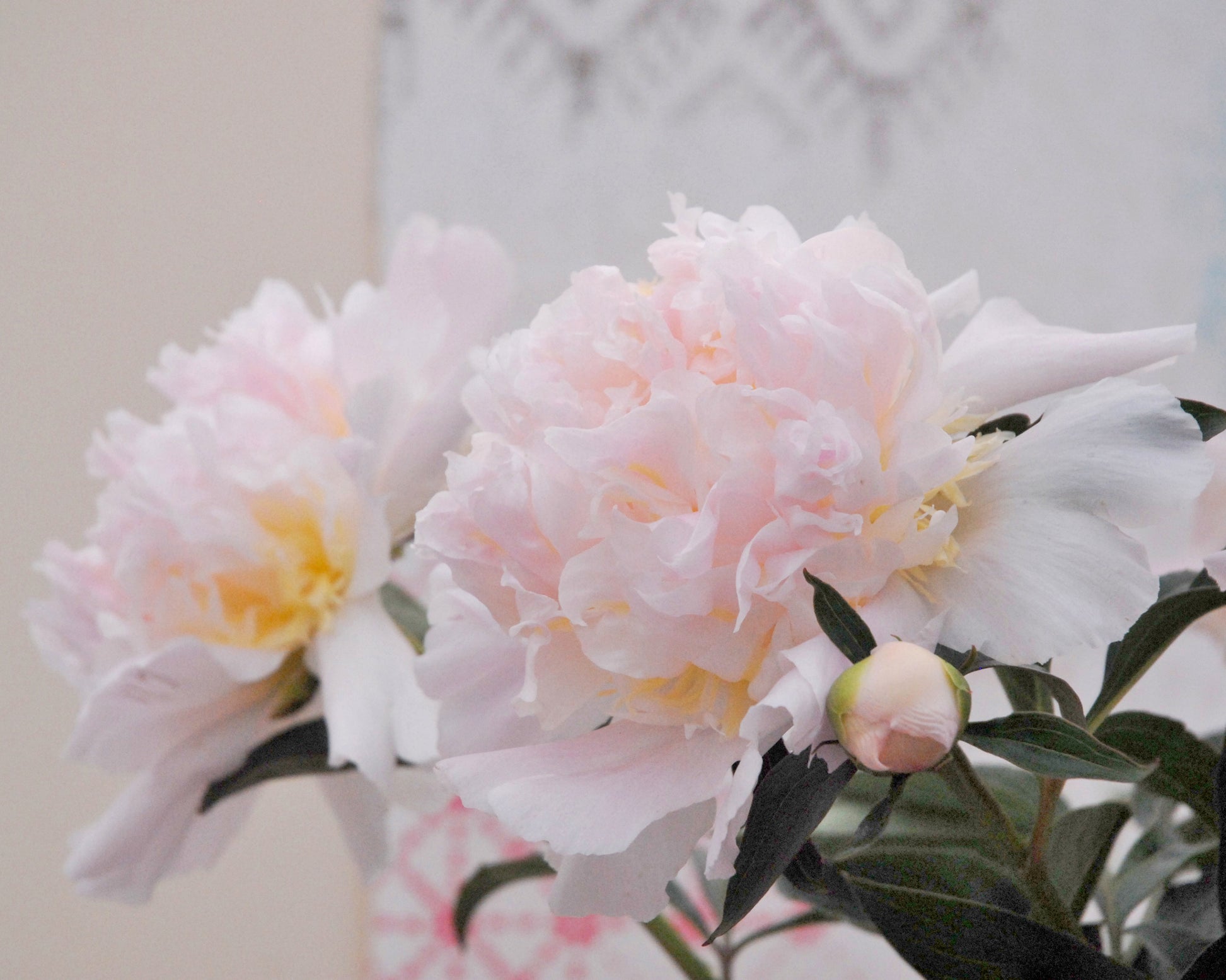 Paeonia lactiflora 'Top Brass' bare roots | Buy bomb-shaped peonies ...