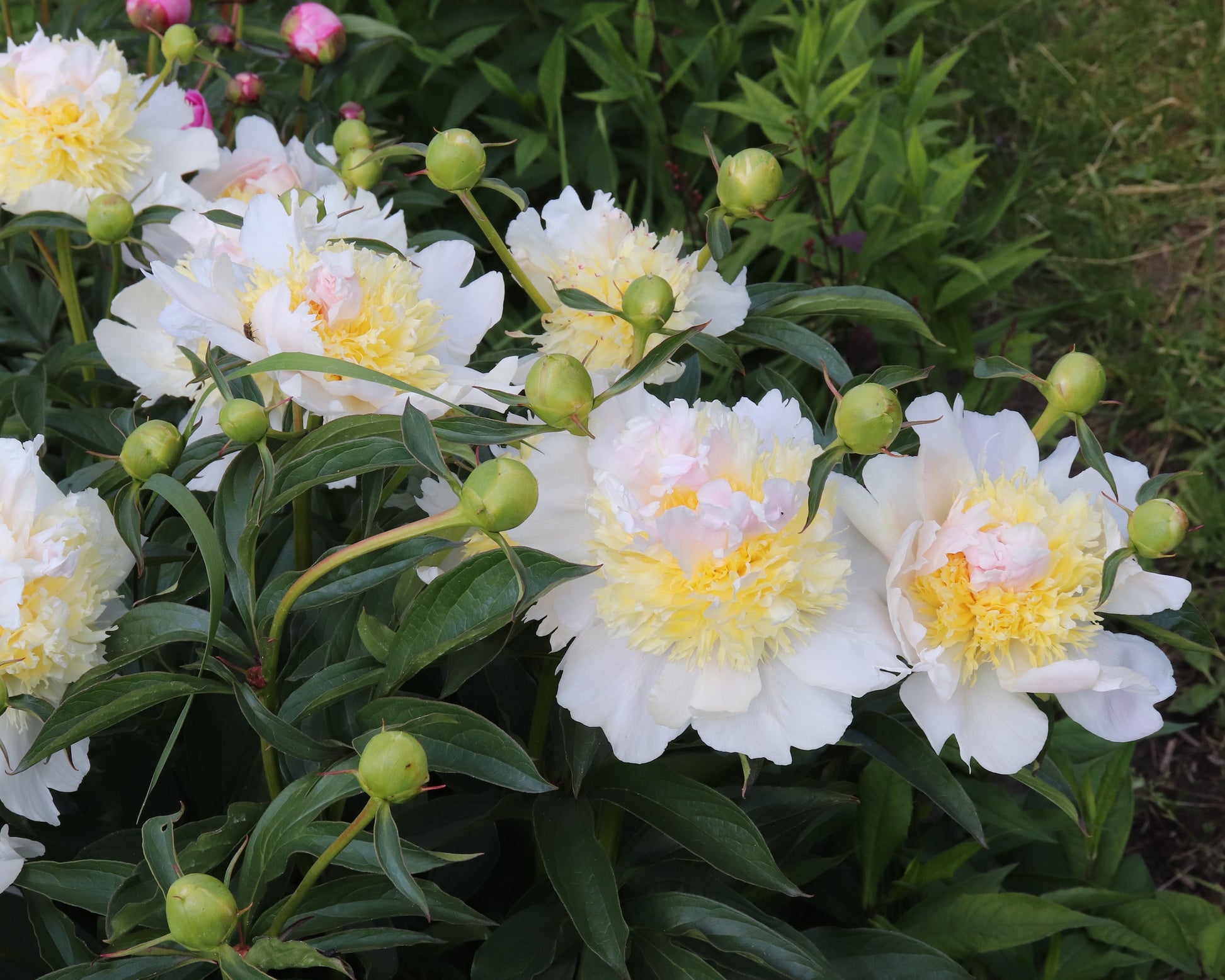 Paeonia lactiflora 'Top Brass' bare roots — Buy bomb-shaped peonies ...