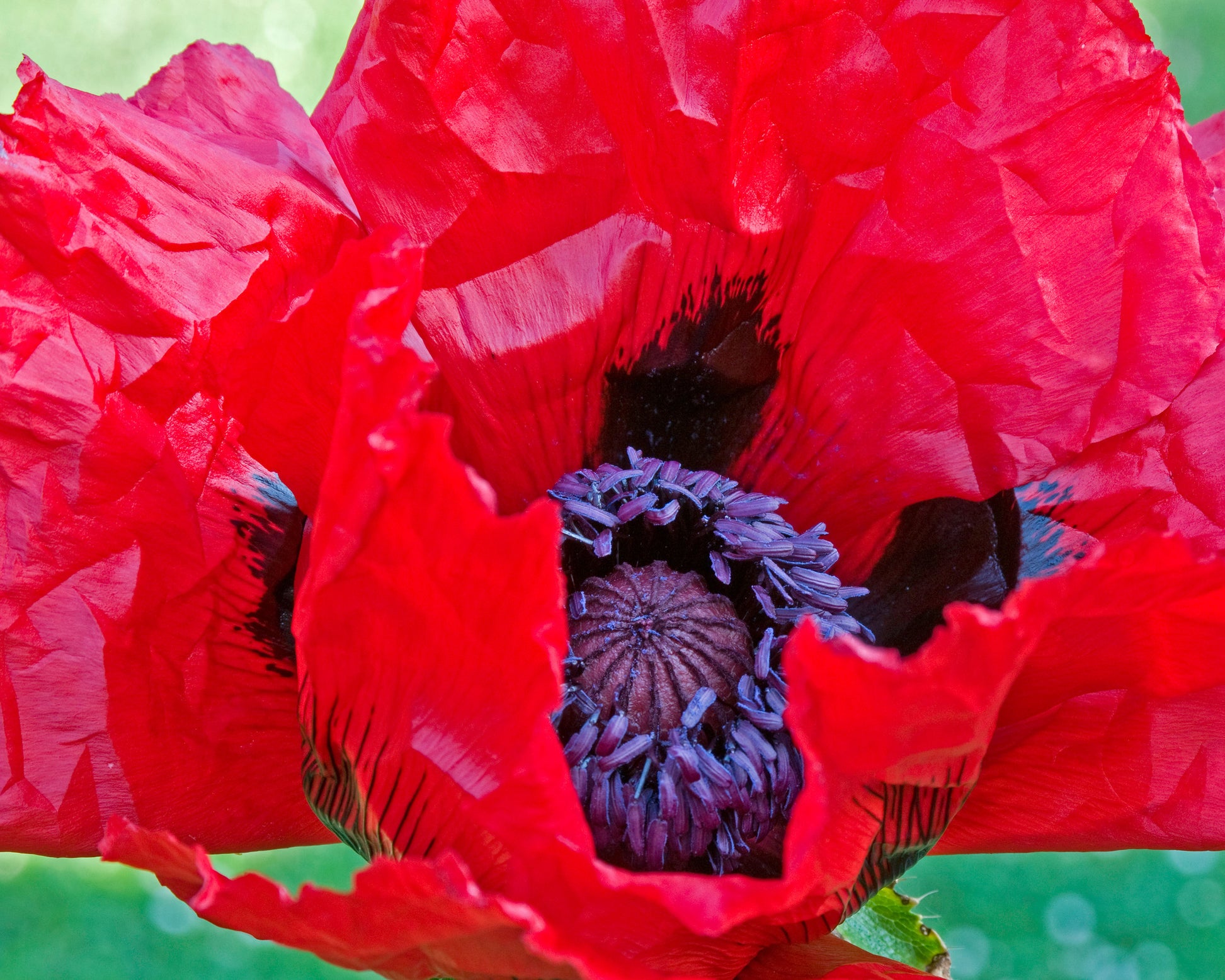 Papaver orientale 'Beauty of Livermere' bare roots | Buy scarlet-red ...
