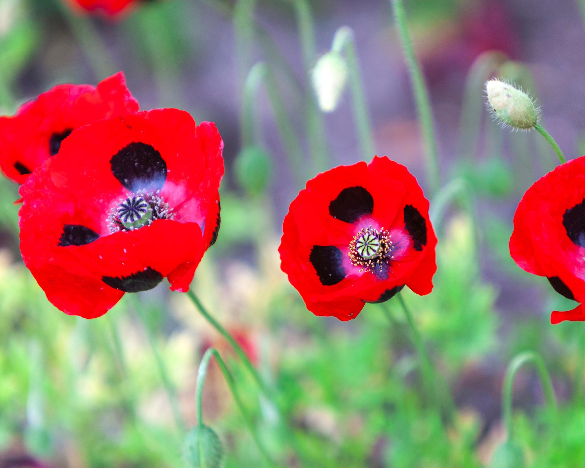 Papaver orientale 'Beauty of Livermere' bare roots | Buy scarlet-red ...