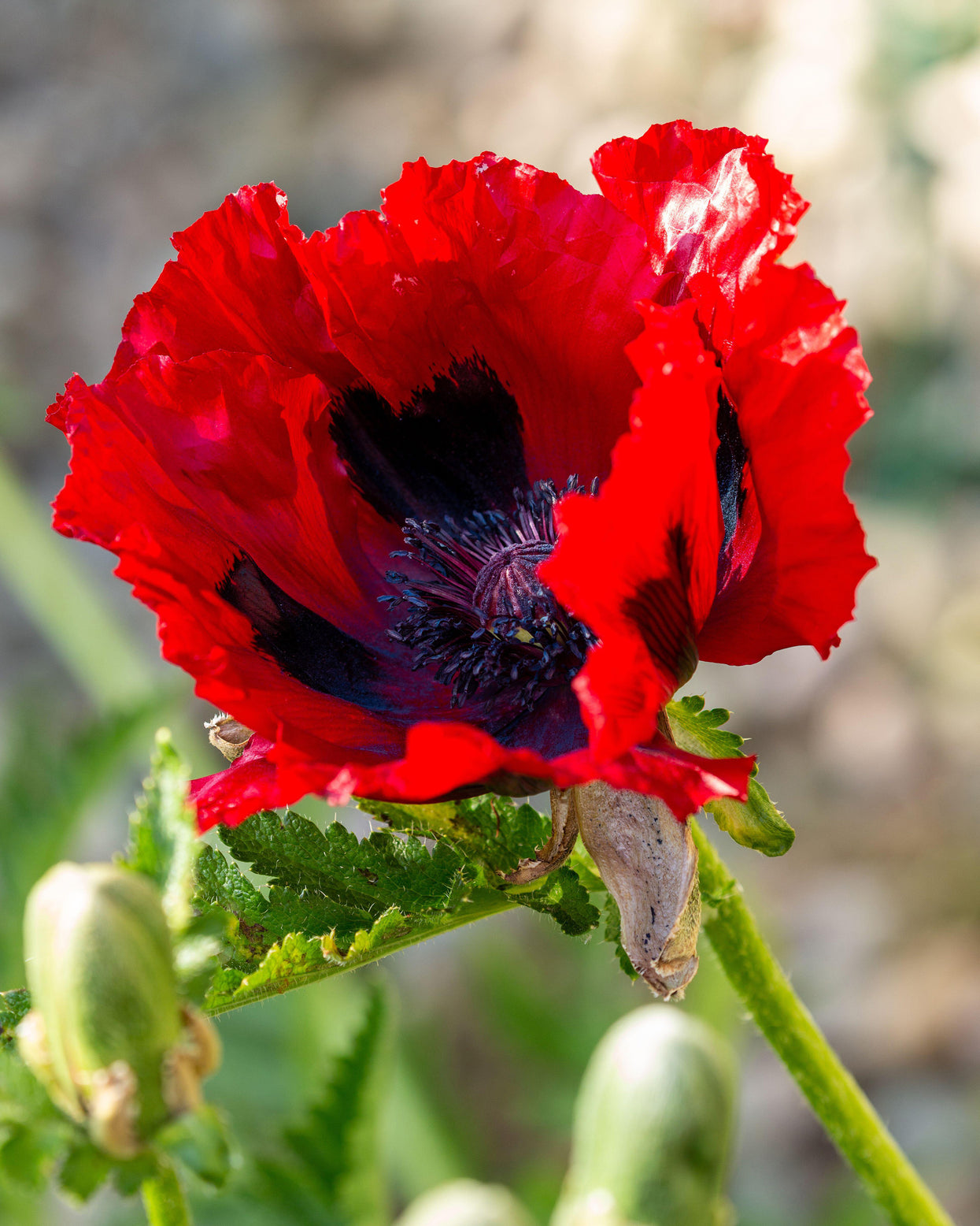 Papaver orientale 'Beauty of Livermere' bare roots | Buy scarlet-red ...