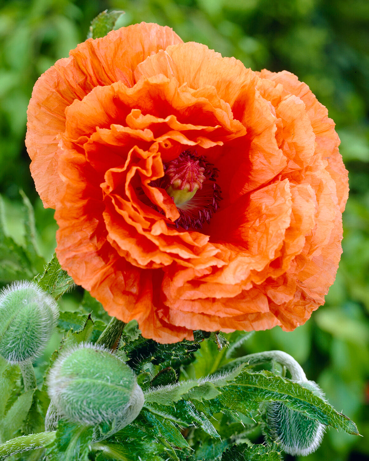 Papaver orientale 'Harvest Moon' bare roots | Buy orange oriental ...