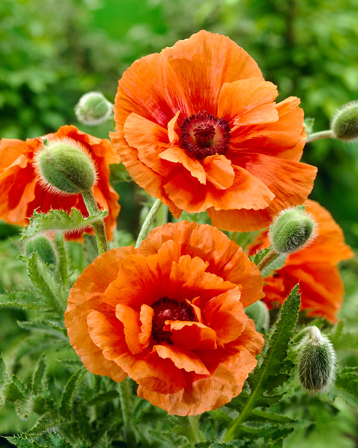 Papaver orientale 'Harvest Moon' bare roots | Buy orange oriental ...