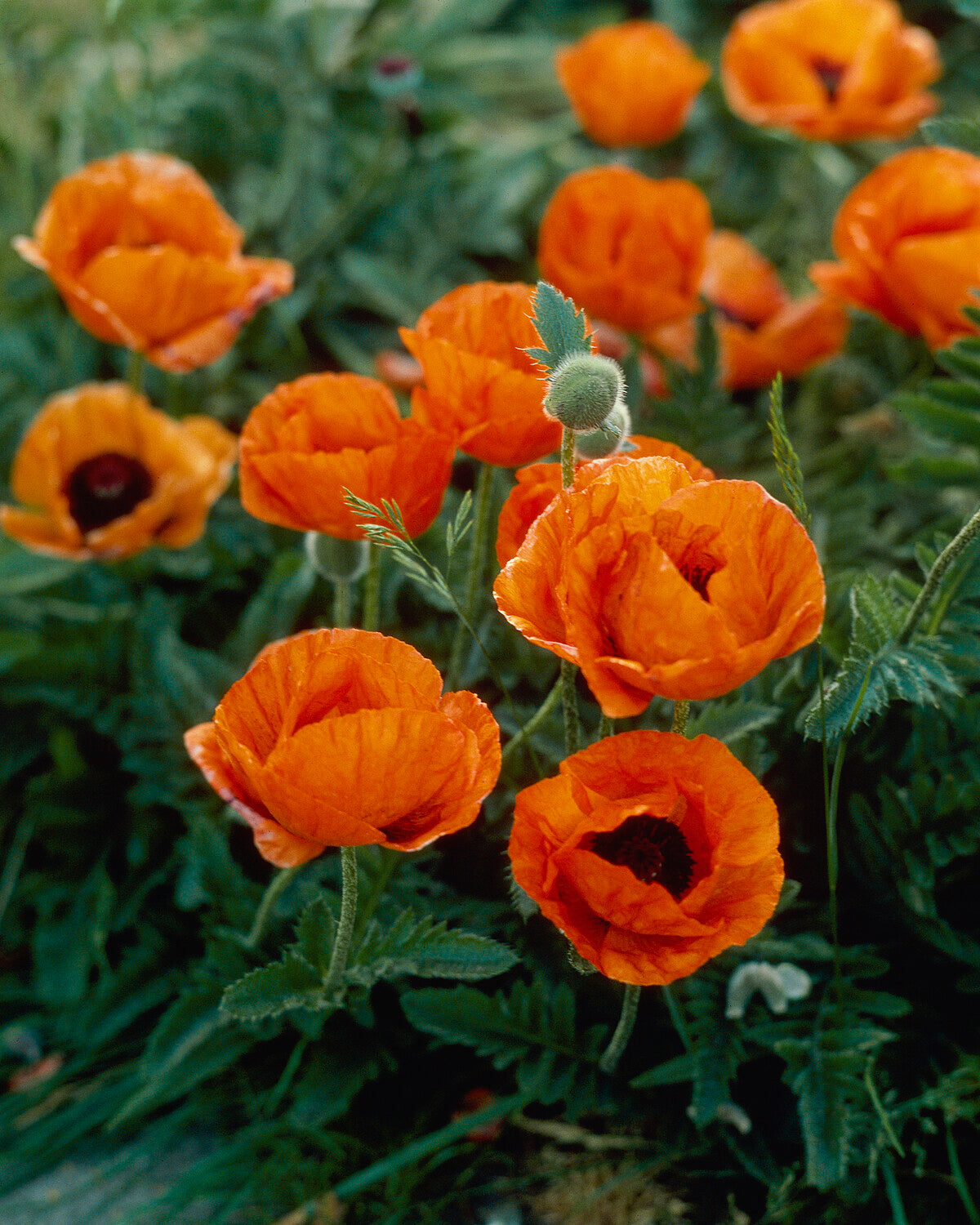 Papaver orientale 'Harvest Moon' bare roots — Buy orange oriental ...