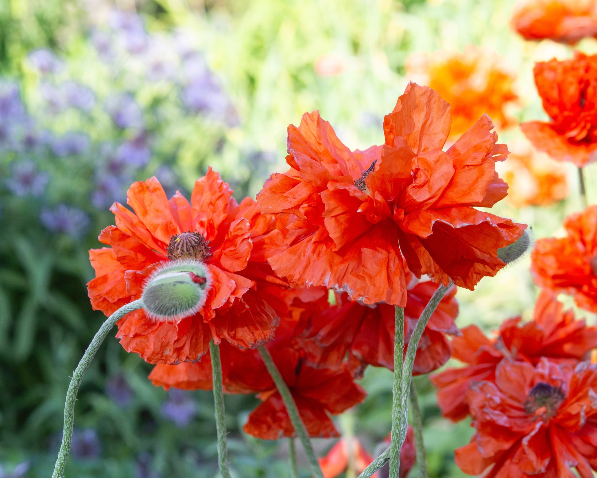 Papaver orientale 'Harvest Moon' bare roots — Buy orange oriental ...