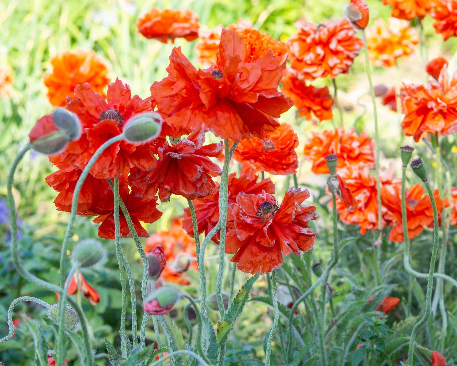 Papaver orientale 'Harvest Moon' bare roots | Buy orange oriental ...