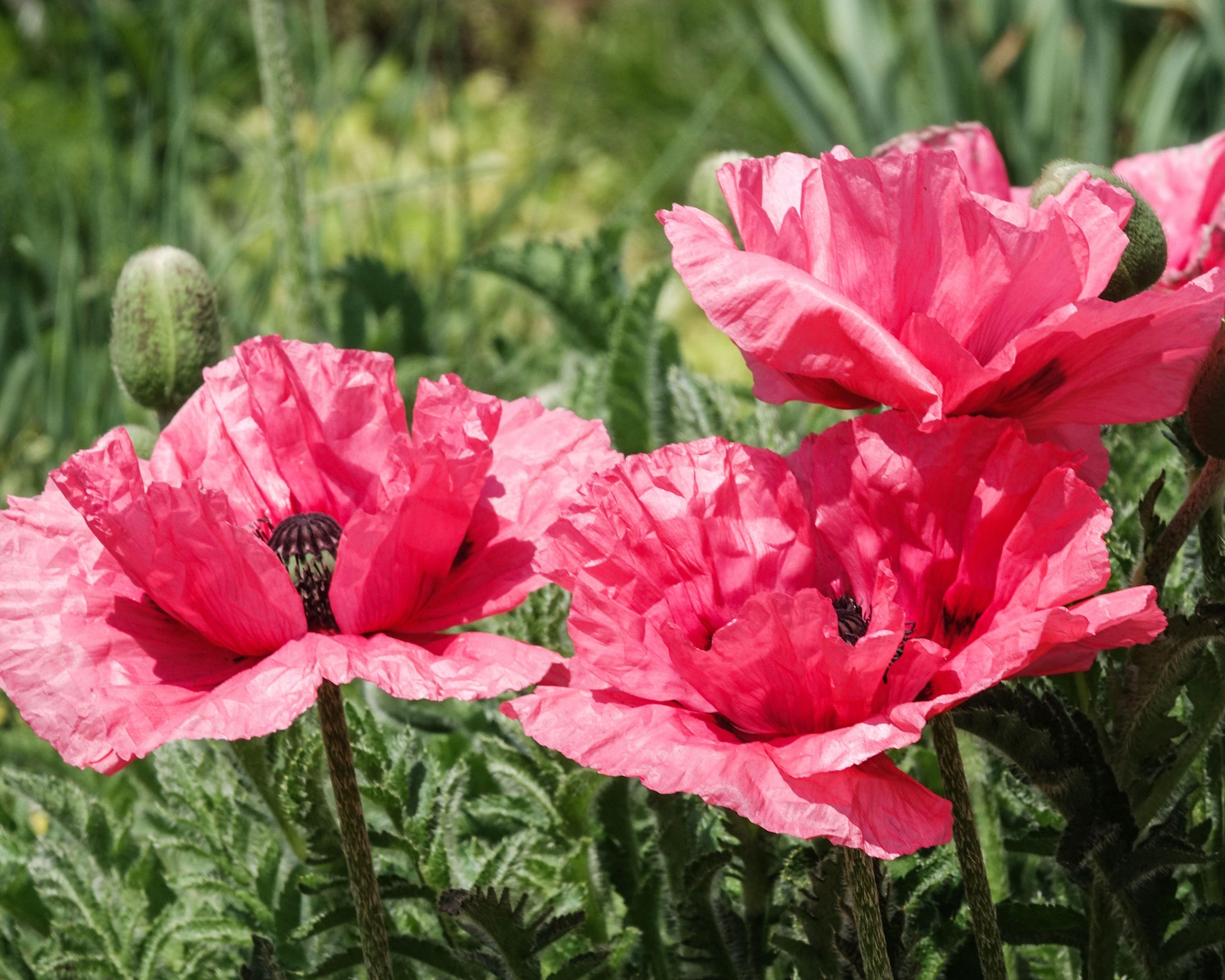 Papaver orientale 'Watermelon' bare roots | Buy dark pink oriental ...