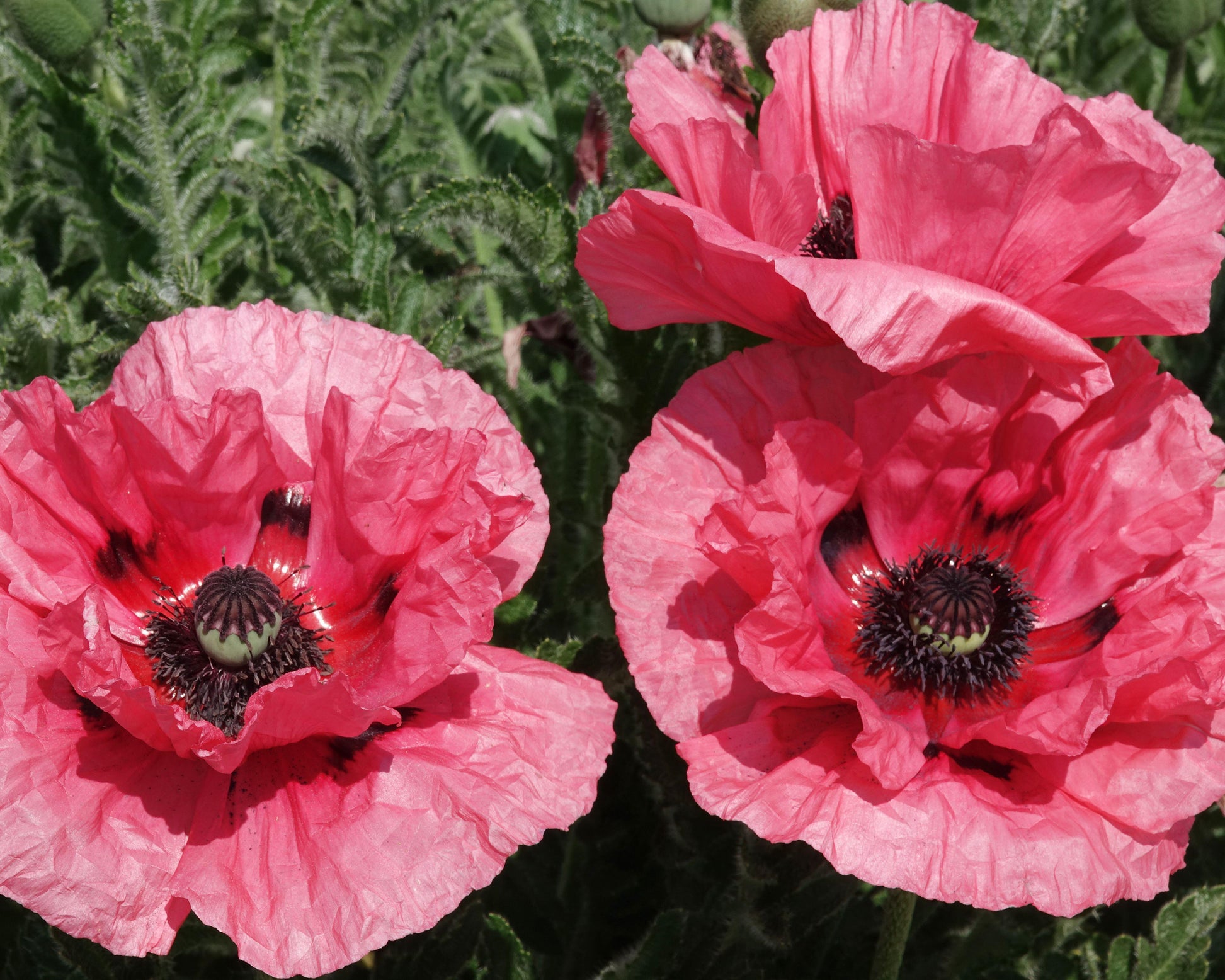 Papaver orientale 'Watermelon' bare roots | Buy dark pink oriental ...