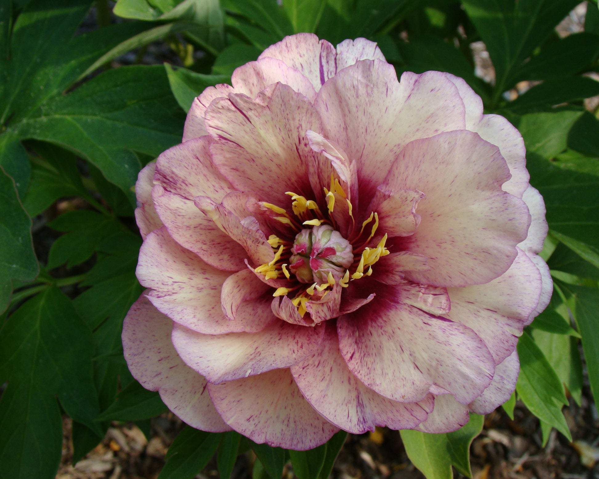 Paeonia 'All that Jazz' bare roots | Buy Itoh peonies online at Farmer ...
