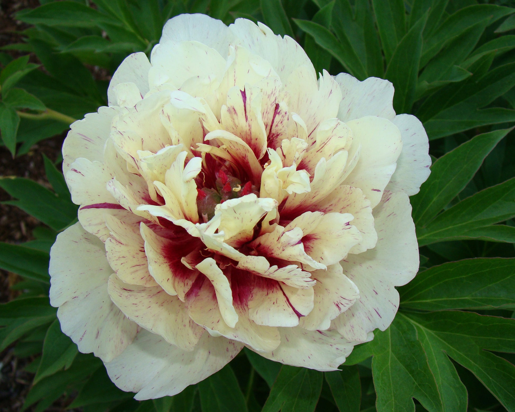 Paeonia 'All that Jazz' bare roots — Buy Itoh peonies online at Farmer Gracy UK