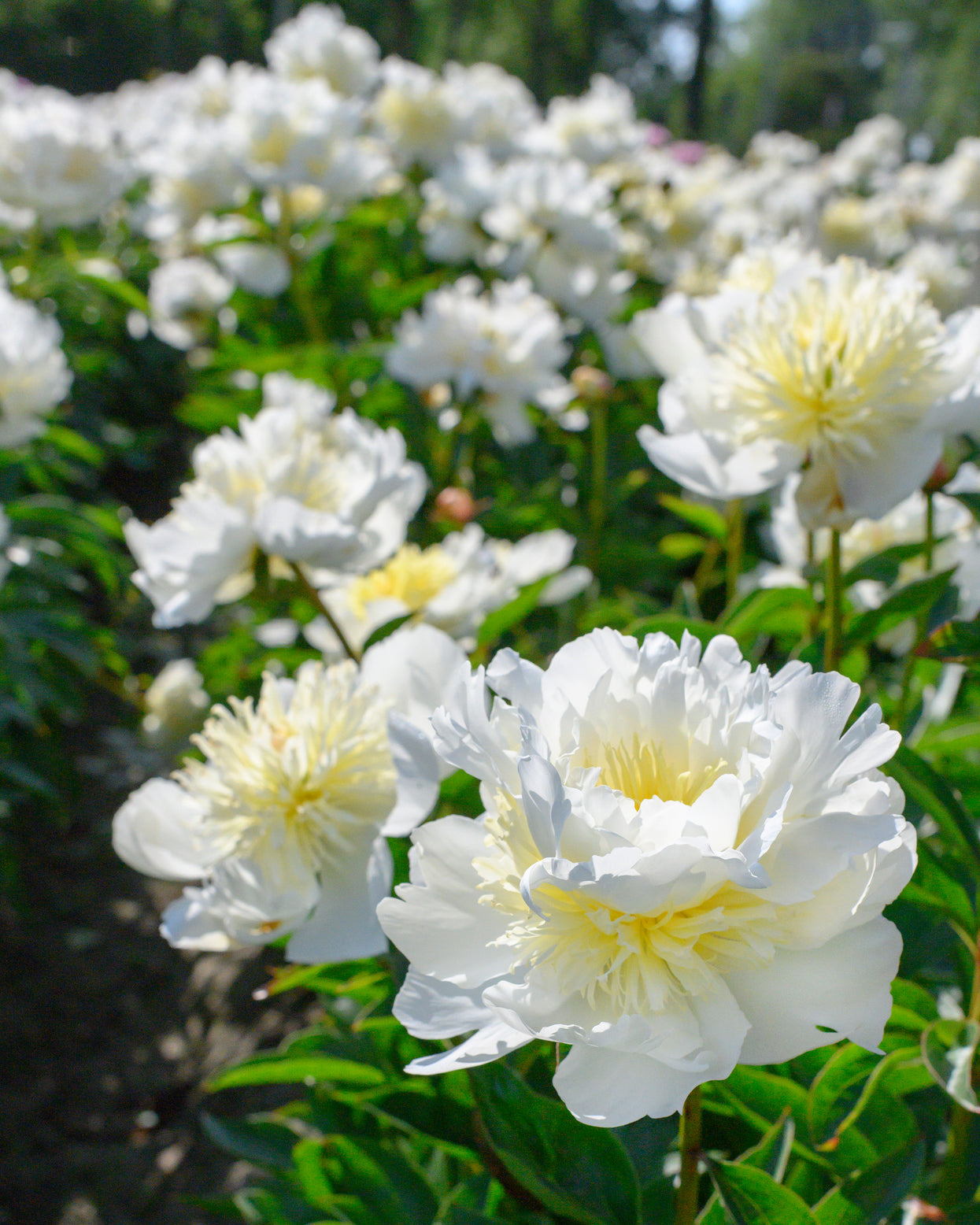 Paeonia lactiflora 'Bridal Shower' bare roots — Buy white peonies ...