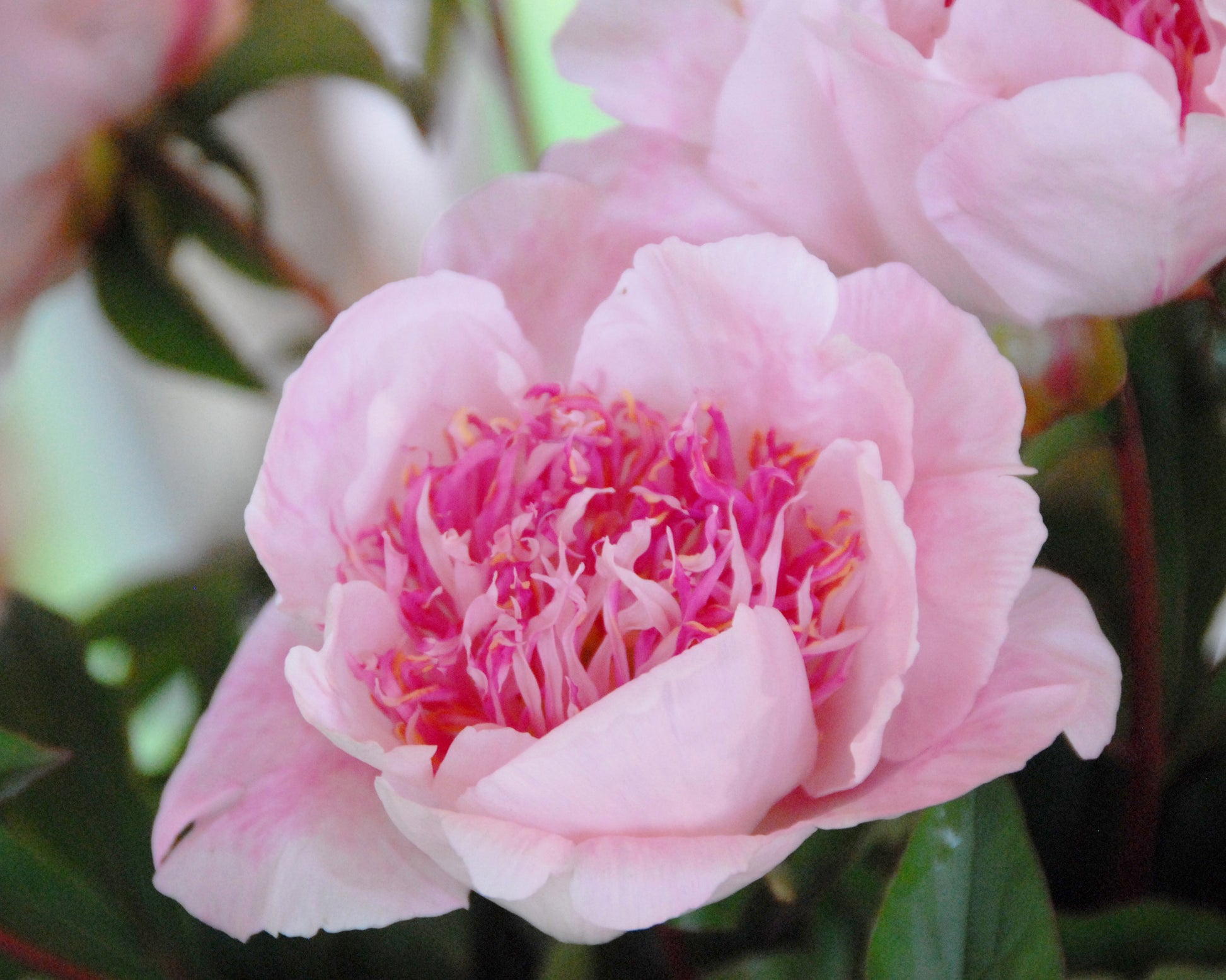 Paeonia lactiflora 'Do Tell' bare roots — Buy pale pink peonies online ...