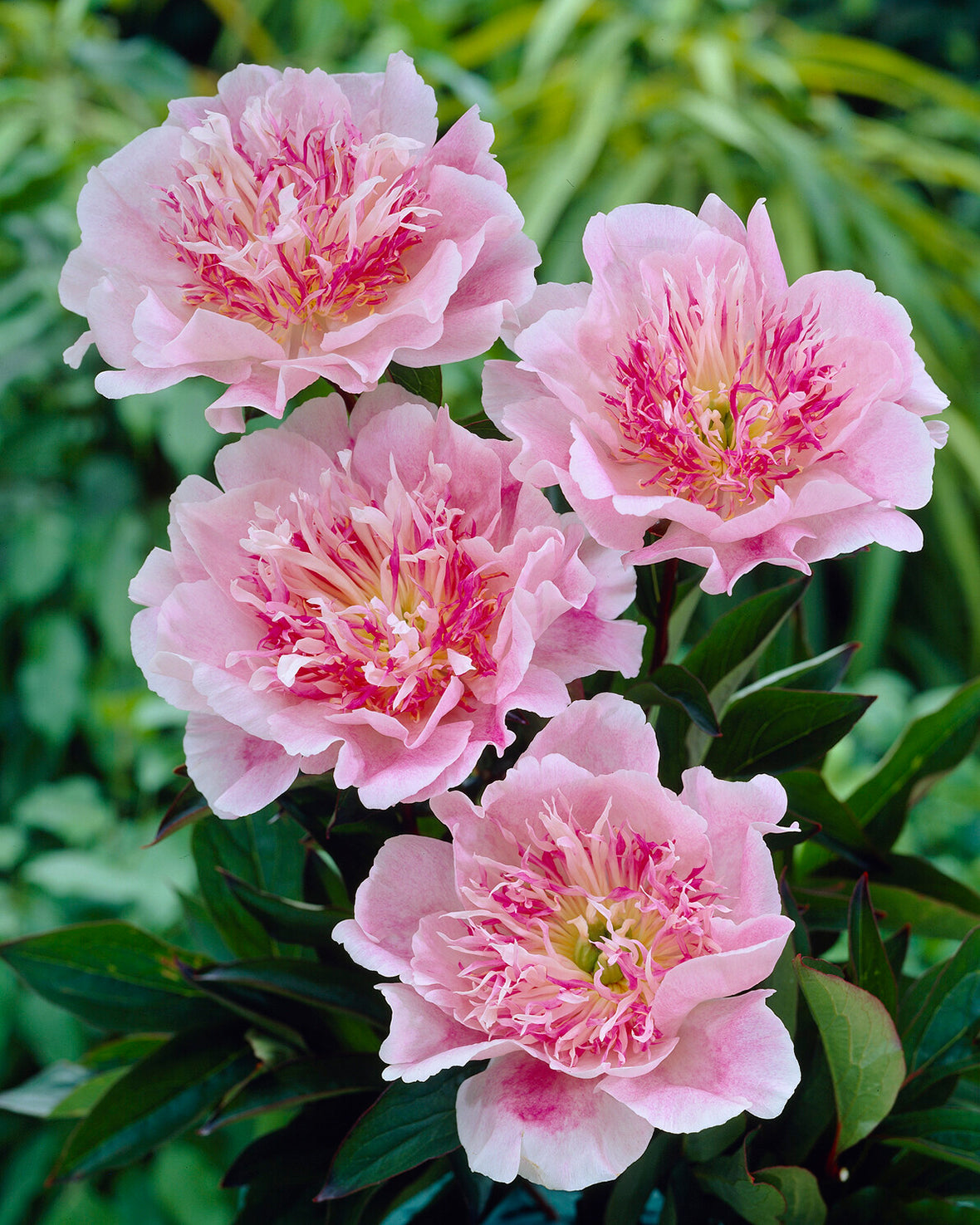 Paeonia lactiflora 'Do Tell' bare roots — Buy pale pink peonies online ...