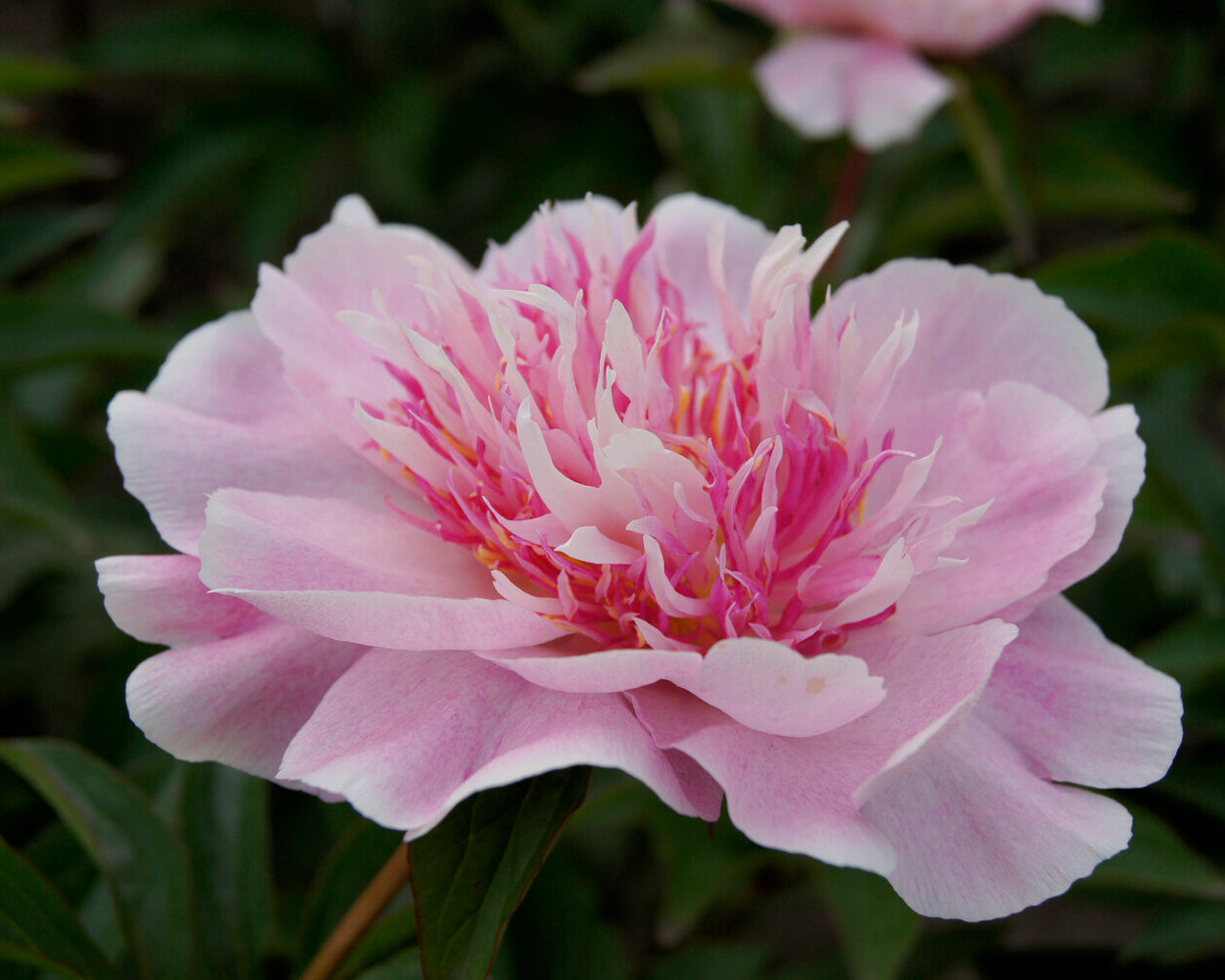Paeonia lactiflora 'Do Tell' bare roots — Buy pale pink peonies online ...