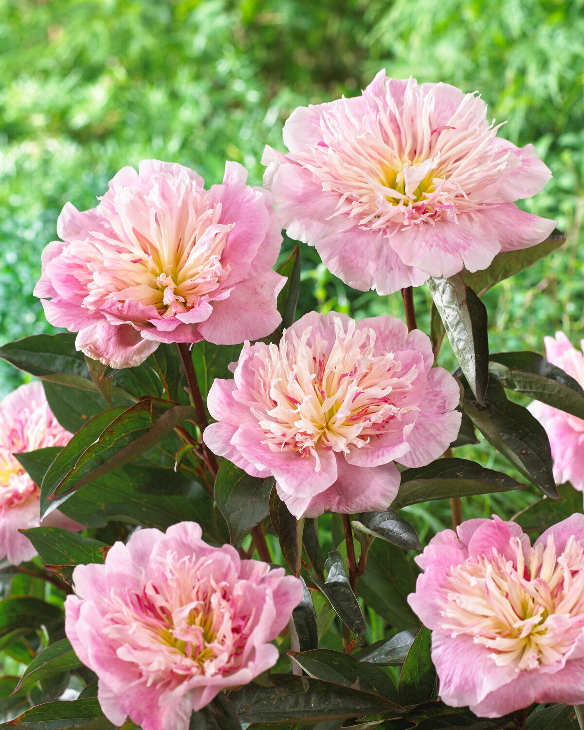 Paeonia lactiflora 'Do Tell' bare roots — Buy pale pink peonies online ...