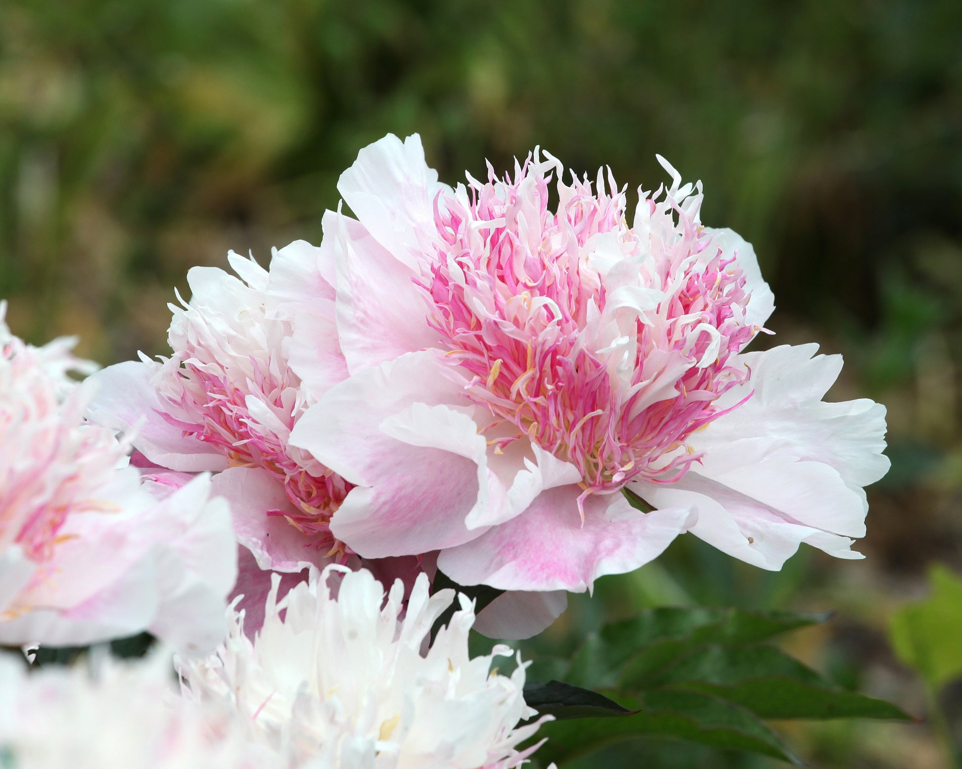 Paeonia lactiflora 'Do Tell' bare roots — Buy pale pink peonies online ...