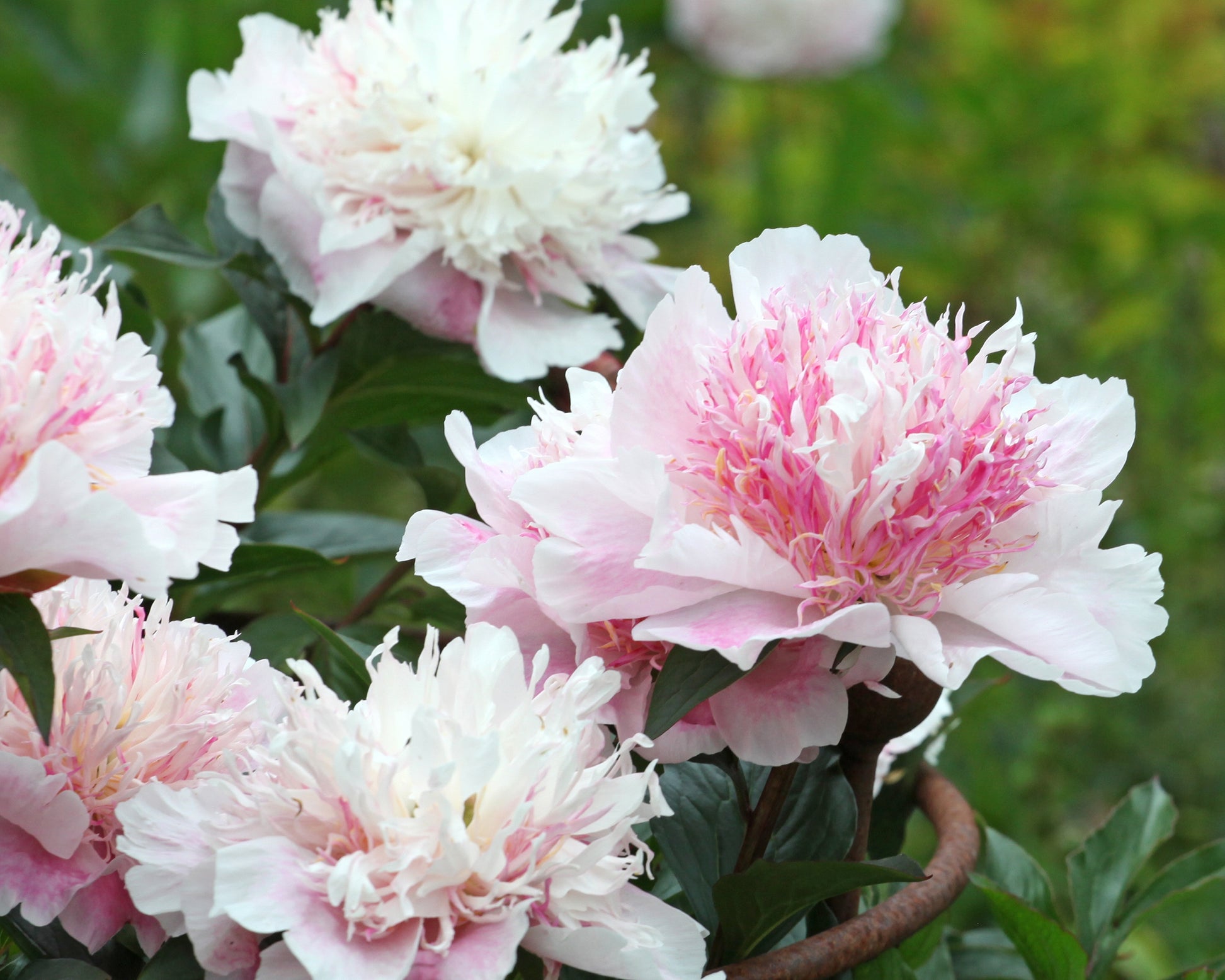 Paeonia lactiflora 'Do Tell' bare roots | Buy pale pink peonies online ...