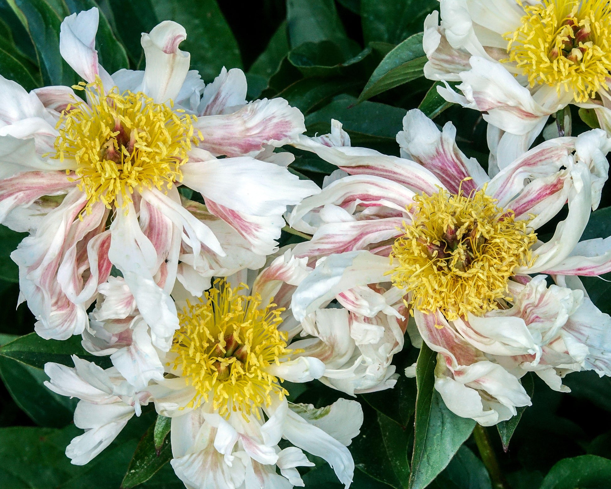 Paeonia lactiflora 'Green Lotus' bare roots — Buy green-hued peonies ...